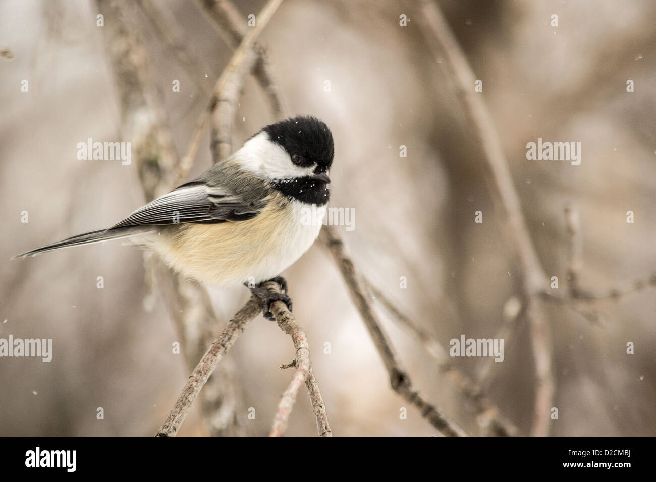 Black capped chickadees photographs hi-res stock photography and images ...