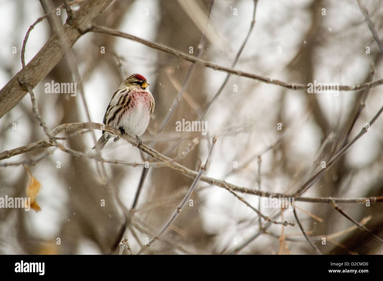 Redpolls hi-res stock photography and images - Alamy