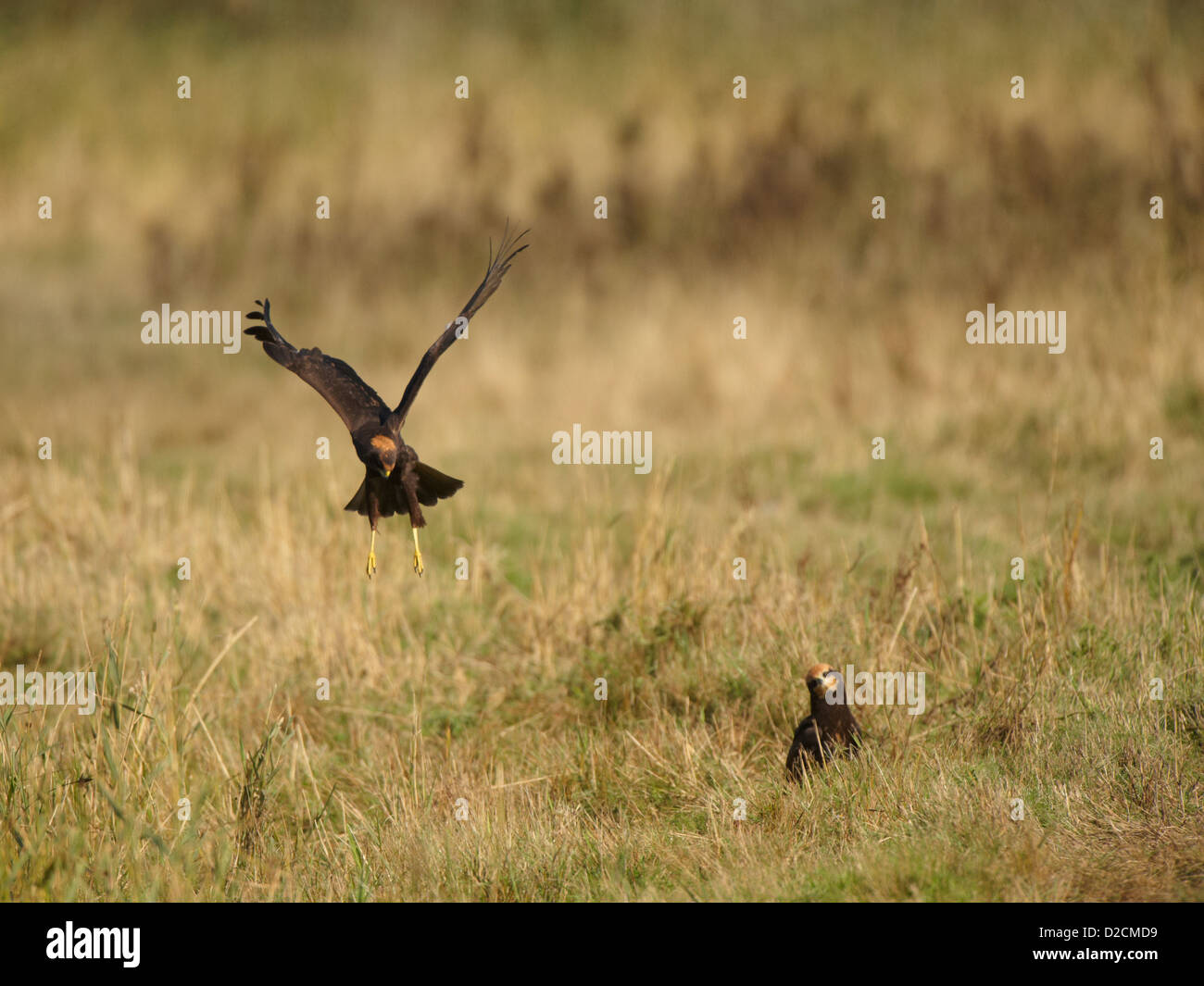 Marsh Harrier in flight Stock Photo - Alamy