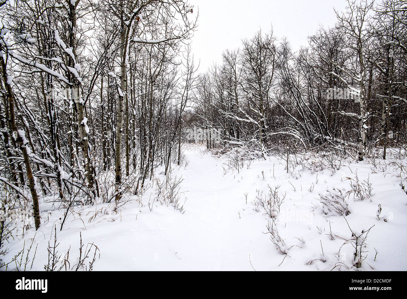 Snow winter path trees hi-res stock photography and images - Alamy