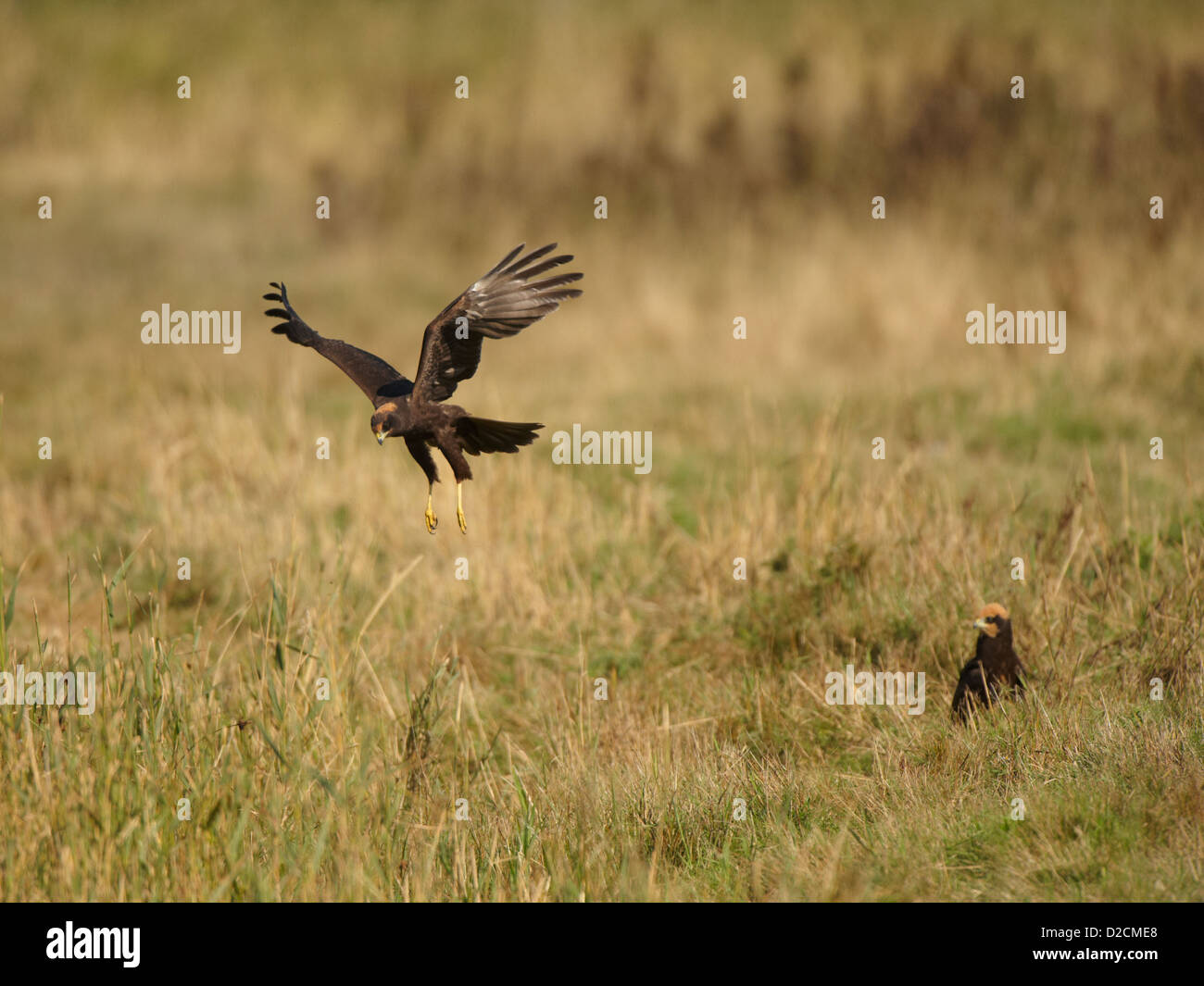 Marsh Harrier in flight Stock Photo - Alamy