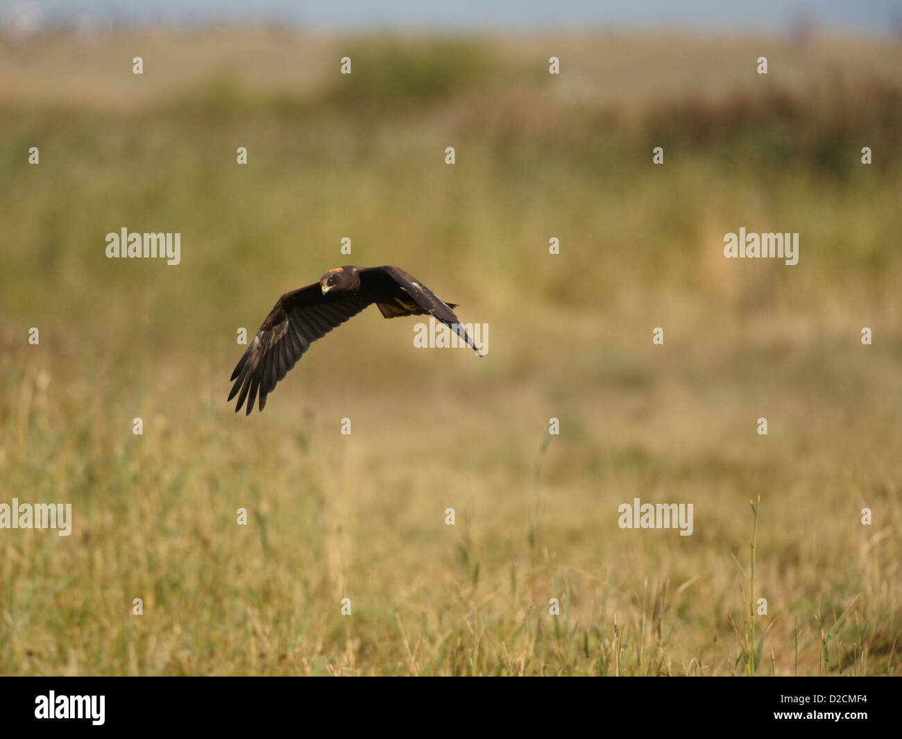 Marsh Harrier in flight Stock Photo - Alamy