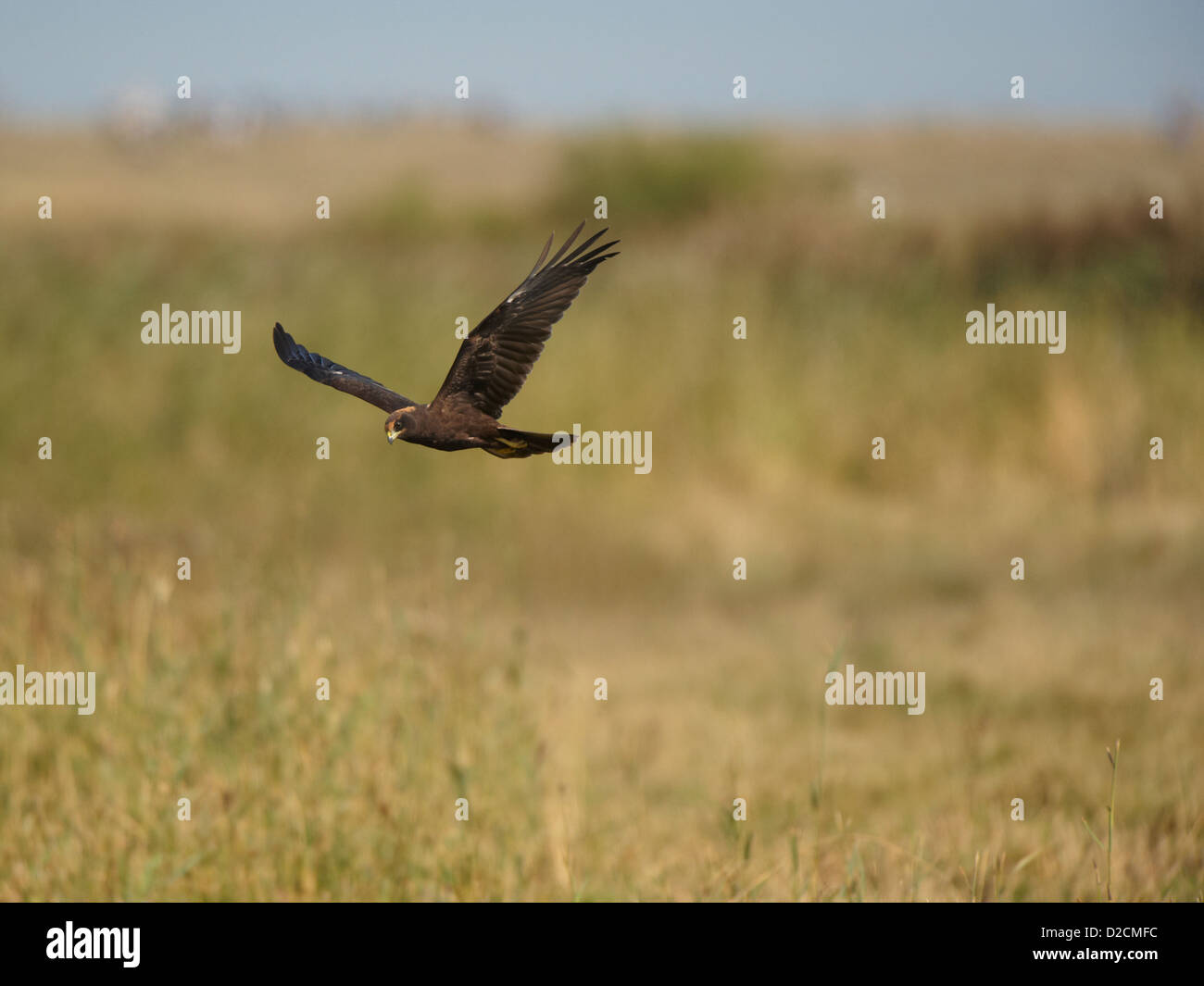 Marsh Harrier in flight Stock Photo - Alamy