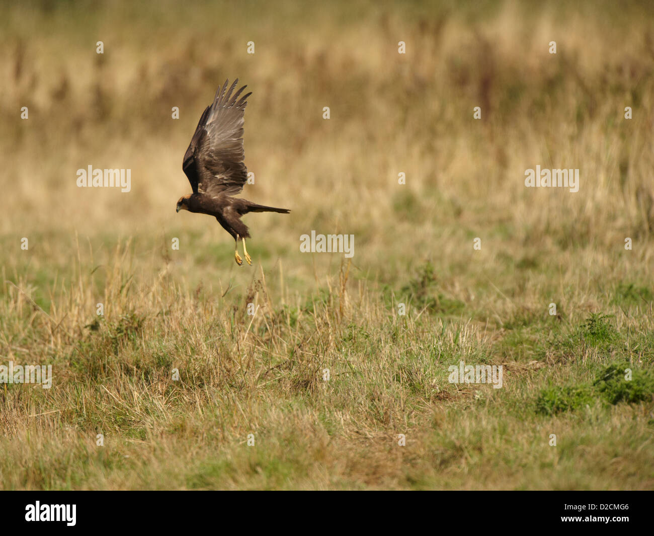 Marsh Harrier in flight Stock Photo - Alamy