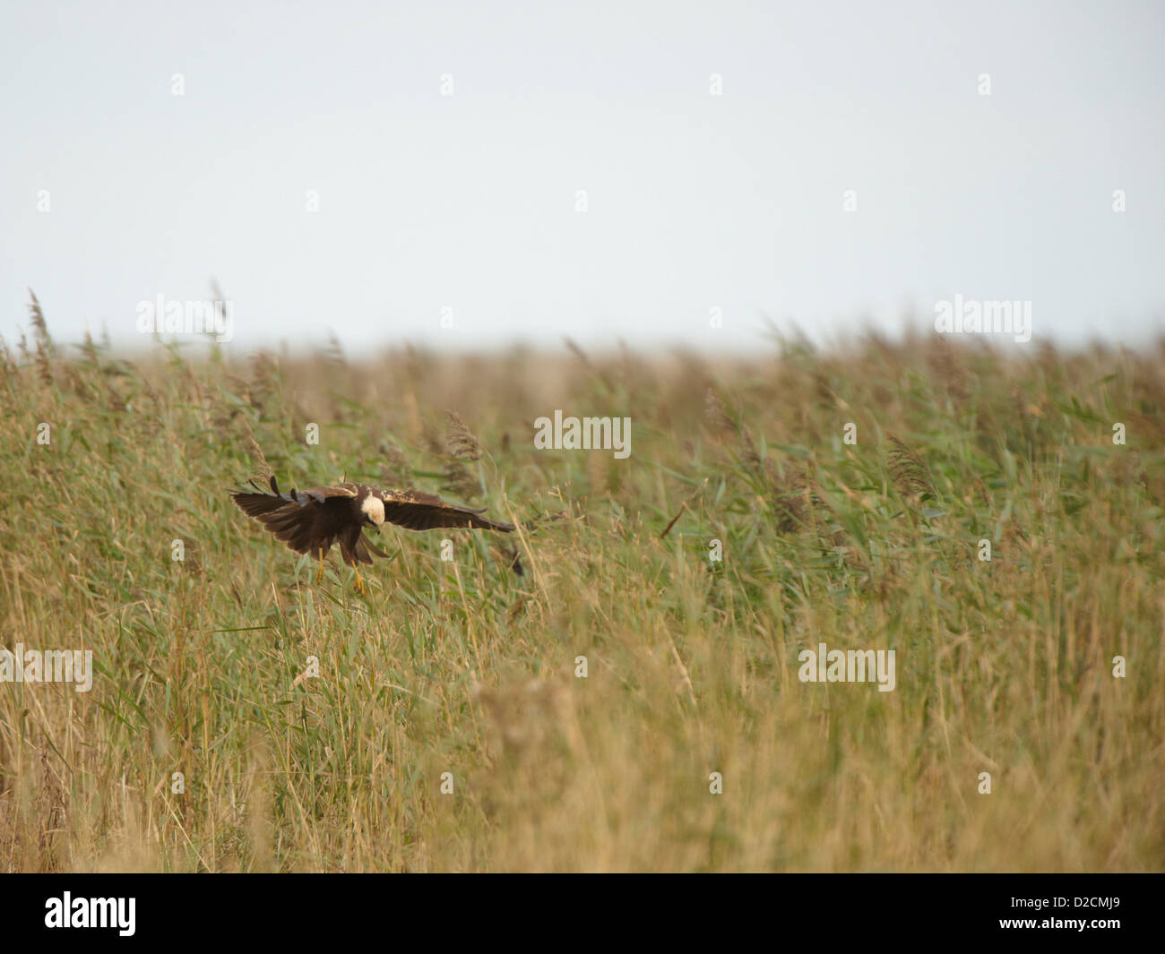 Marsh Harrier in flight Stock Photo - Alamy