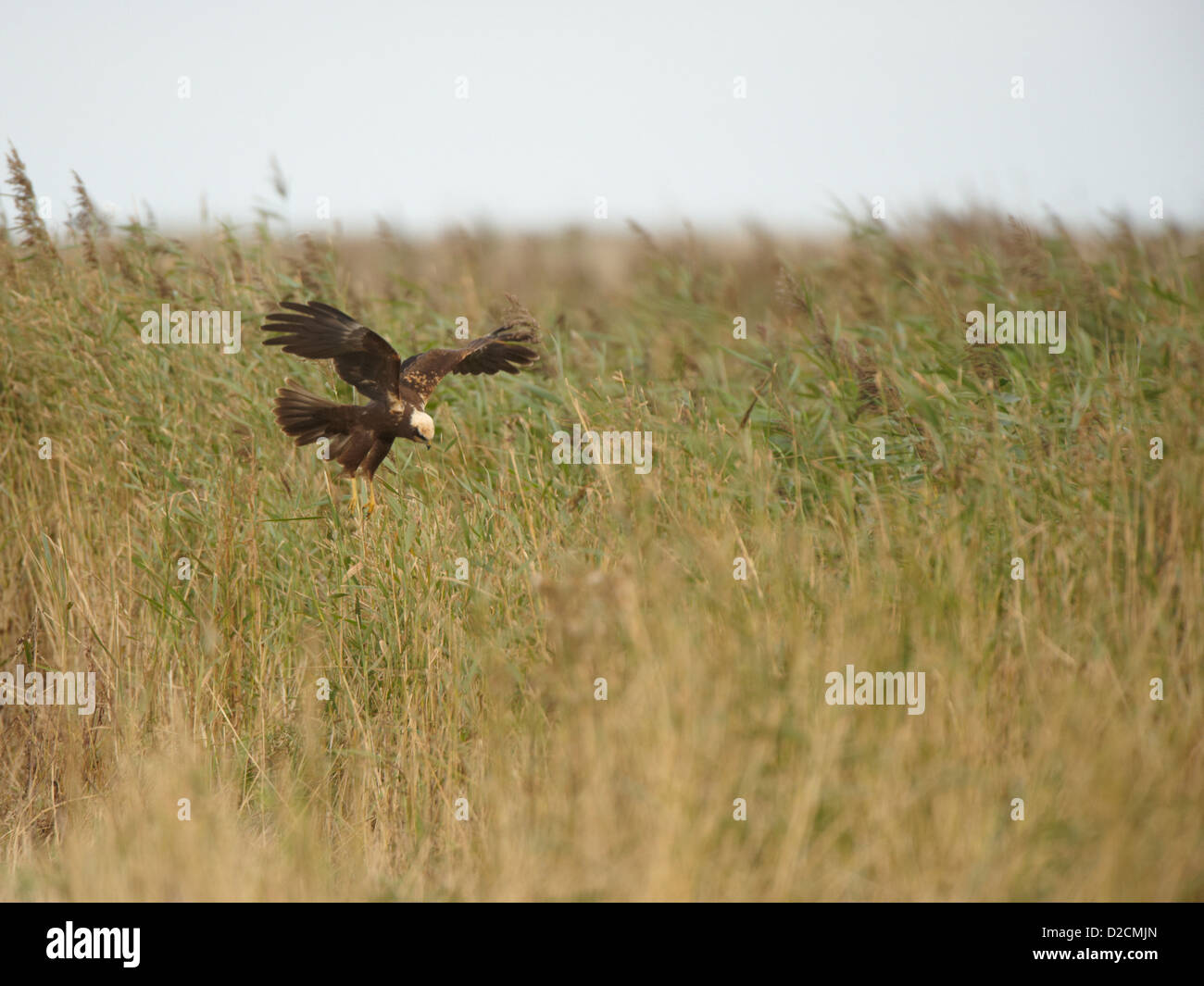 Marsh Harrier in flight Stock Photo - Alamy