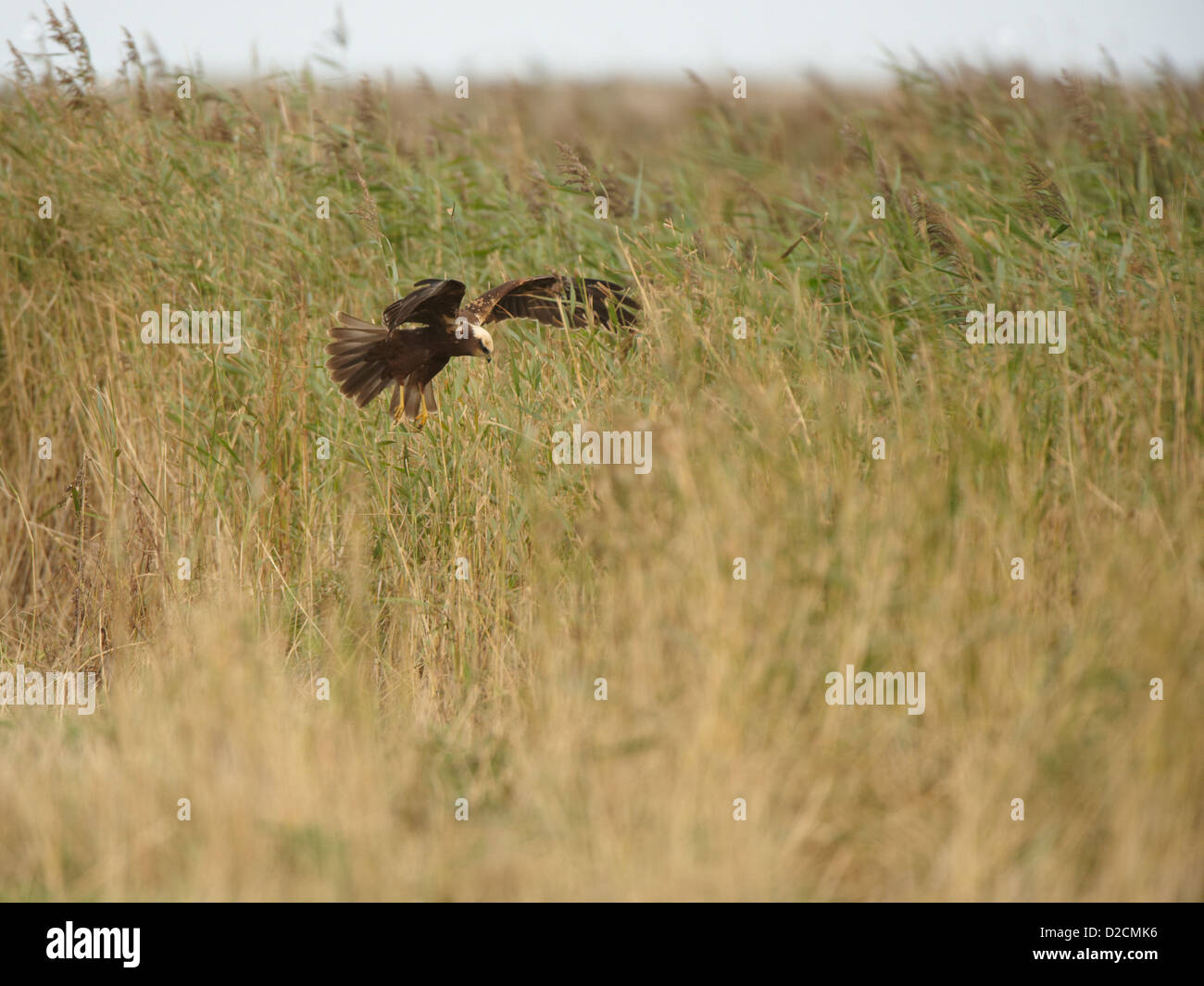 Marsh Harrier in flight Stock Photo - Alamy