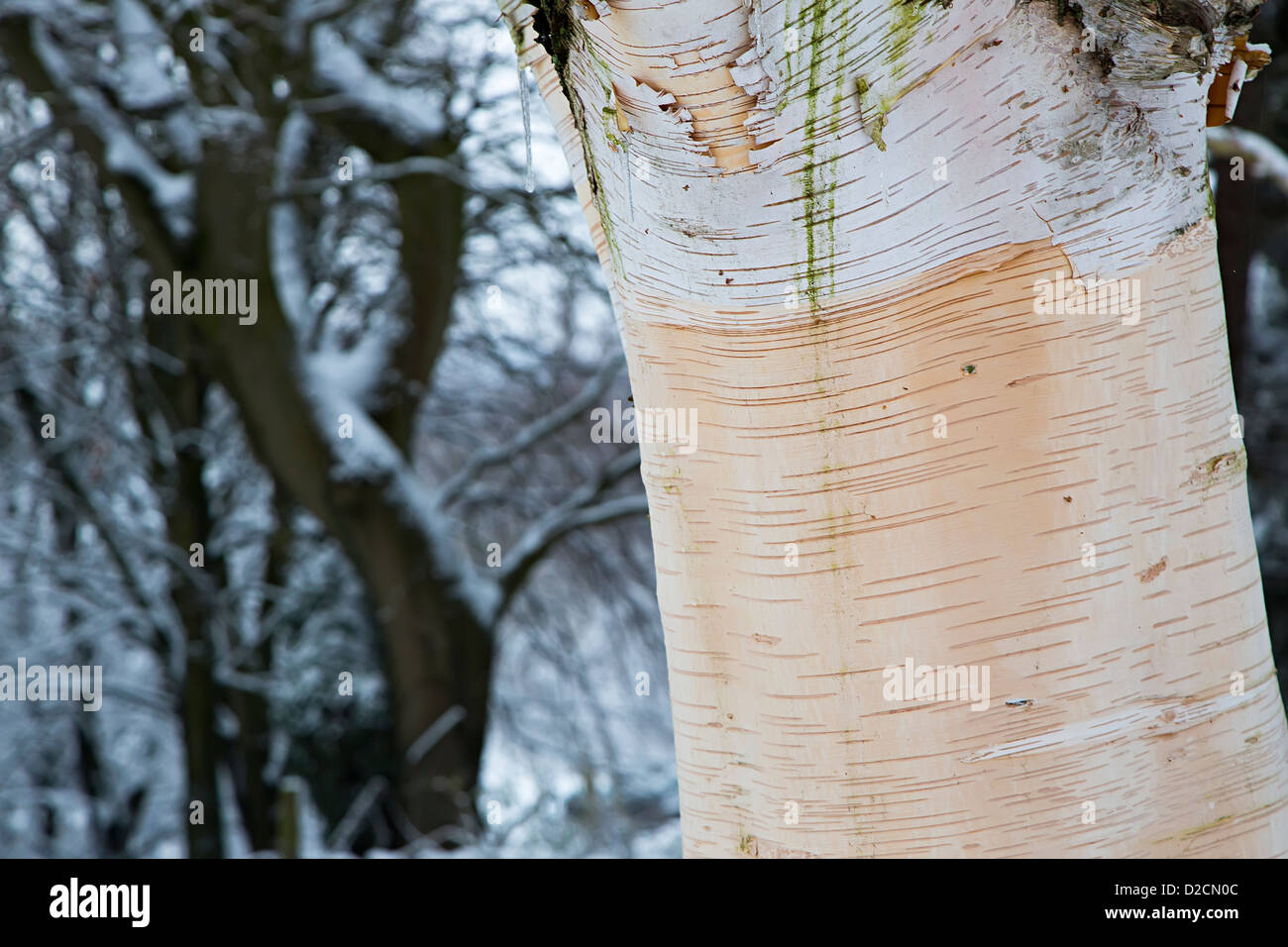 Pink birch tree hi-res stock photography and images - Alamy