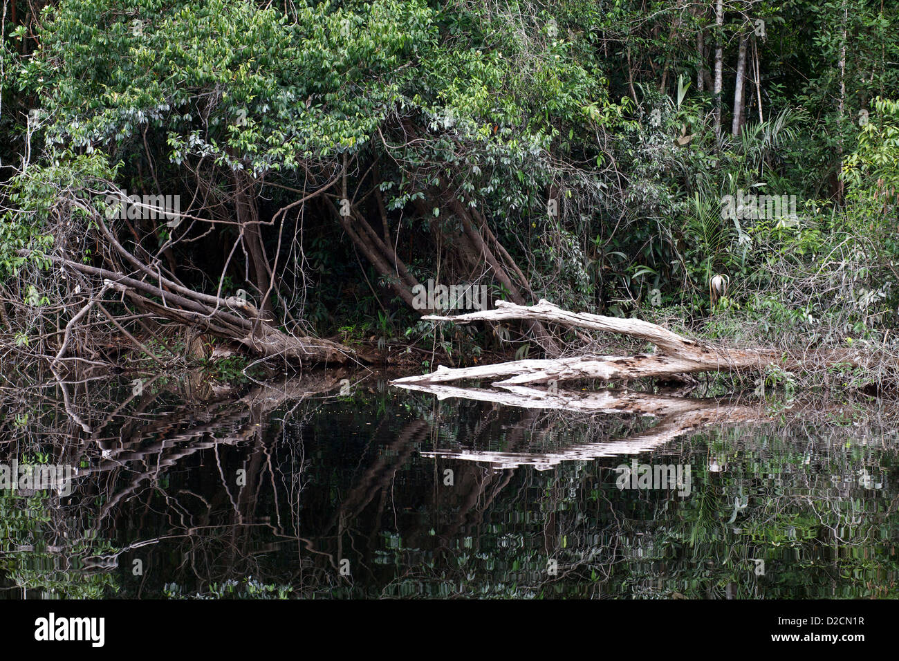Amazon Riverbank with twisted mangroves and dense foliage reflecting on ...