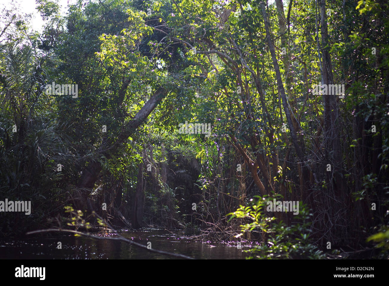 Amazon rainforest canopy with dense greenery, featuring kapok trees ...