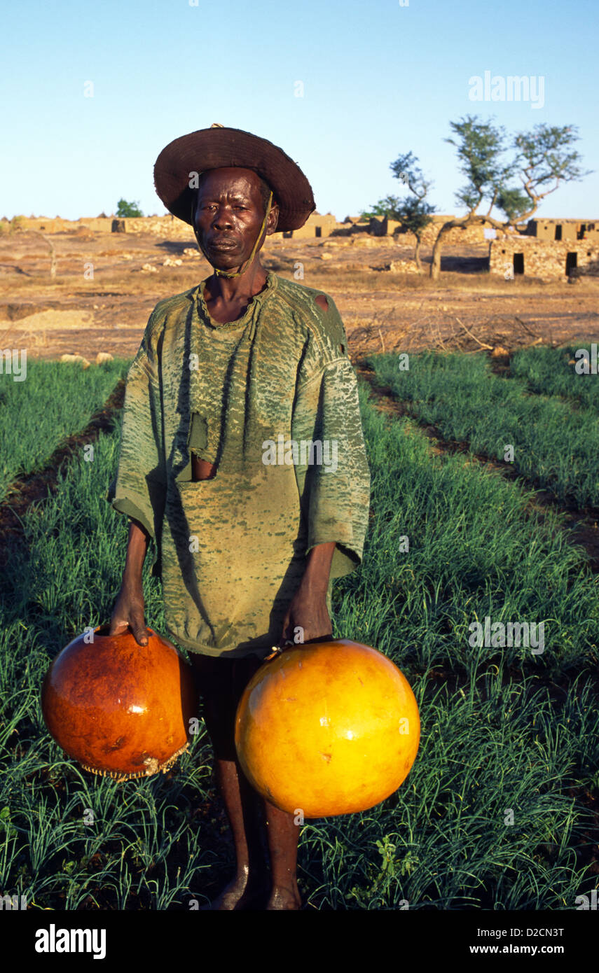 An old man waters his crop of spring onions, using a calabash or bottle ...