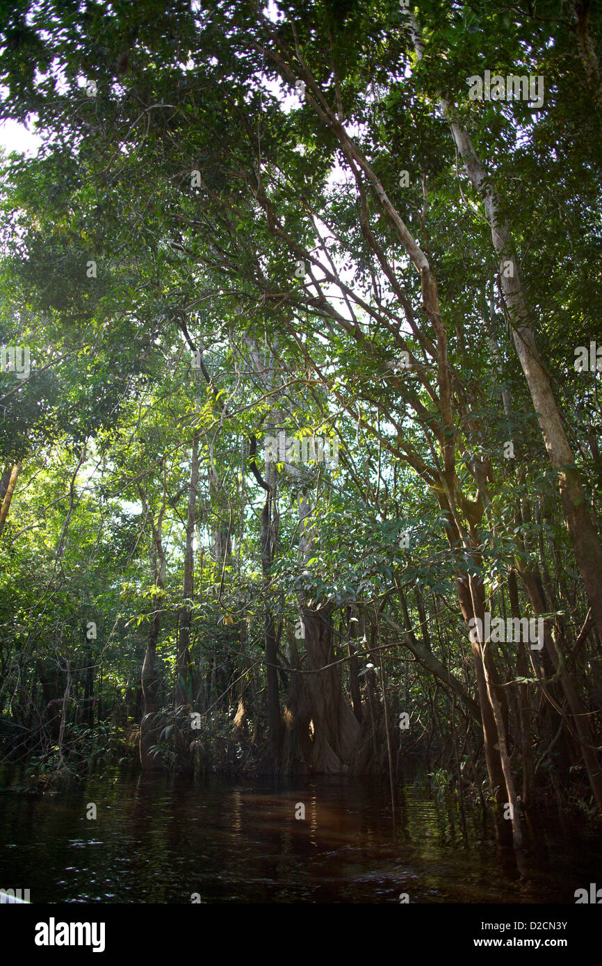Majestic Amazon rainforest scene with towering kapok trees (Ceiba ...