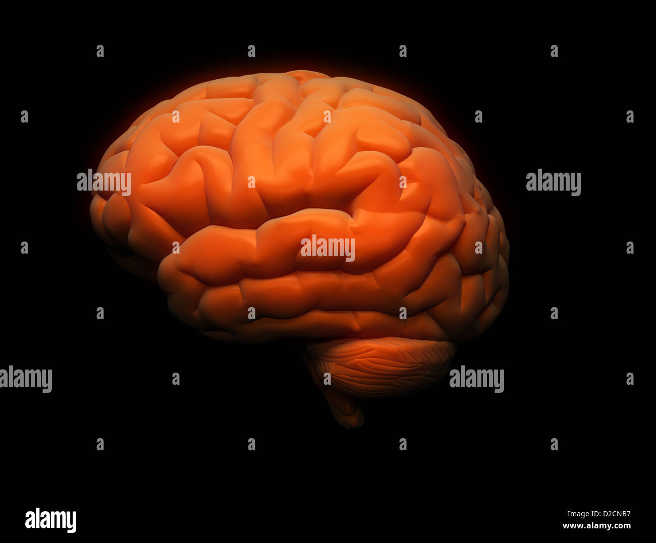 Human brain - large resolution image Stock Photo - Alamy