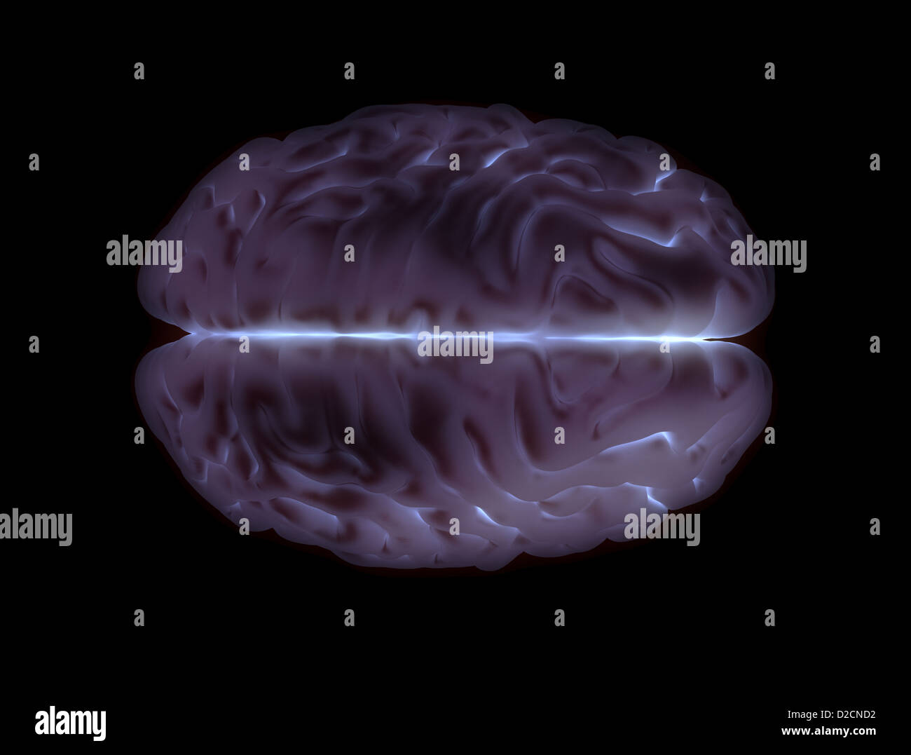 Human brain top view Stock Photo - Alamy