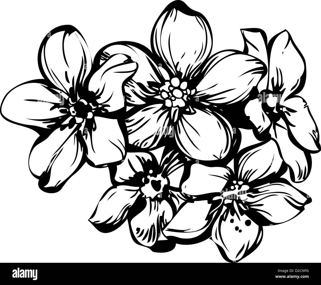 Five petal flowers hi-res stock photography and images - Alamy