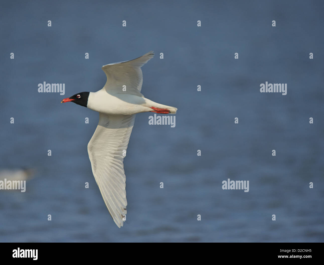 Mediterranean gull larus melanocephalus summer hi-res stock photography ...
