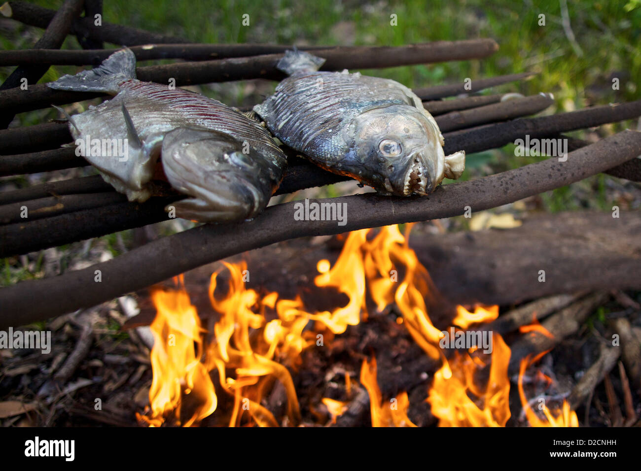 Grilled Amazonian piranhas (Pygocentrus nattereri) cooked over an open ...