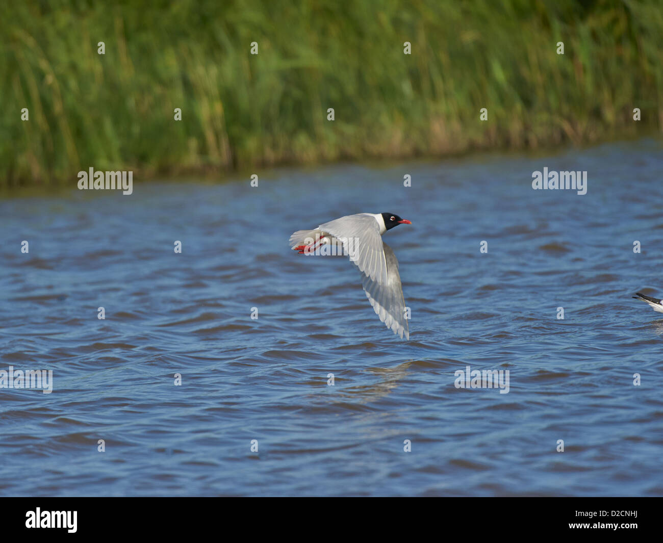 Mediterranean gull larus melanocephalus summer hi-res stock photography ...