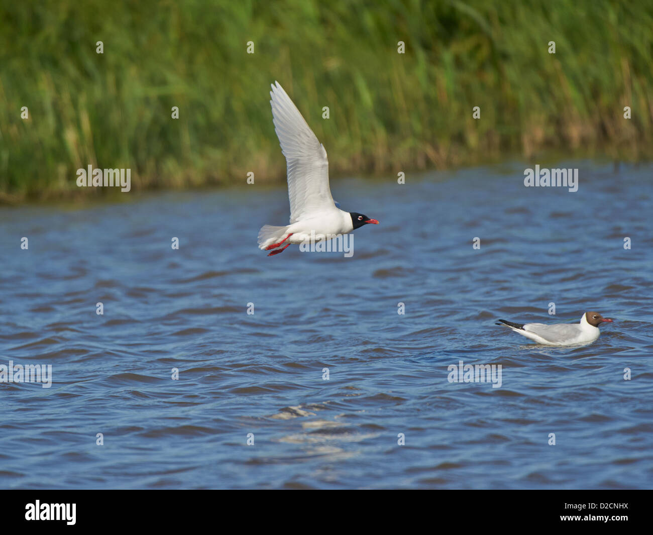 Mediterranean Gull in flight Stock Photo - Alamy