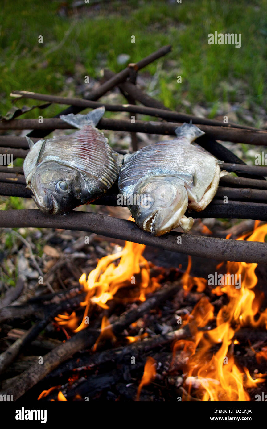 Grilled Amazonian piranhas (Pygocentrus nattereri) cooked over an open ...