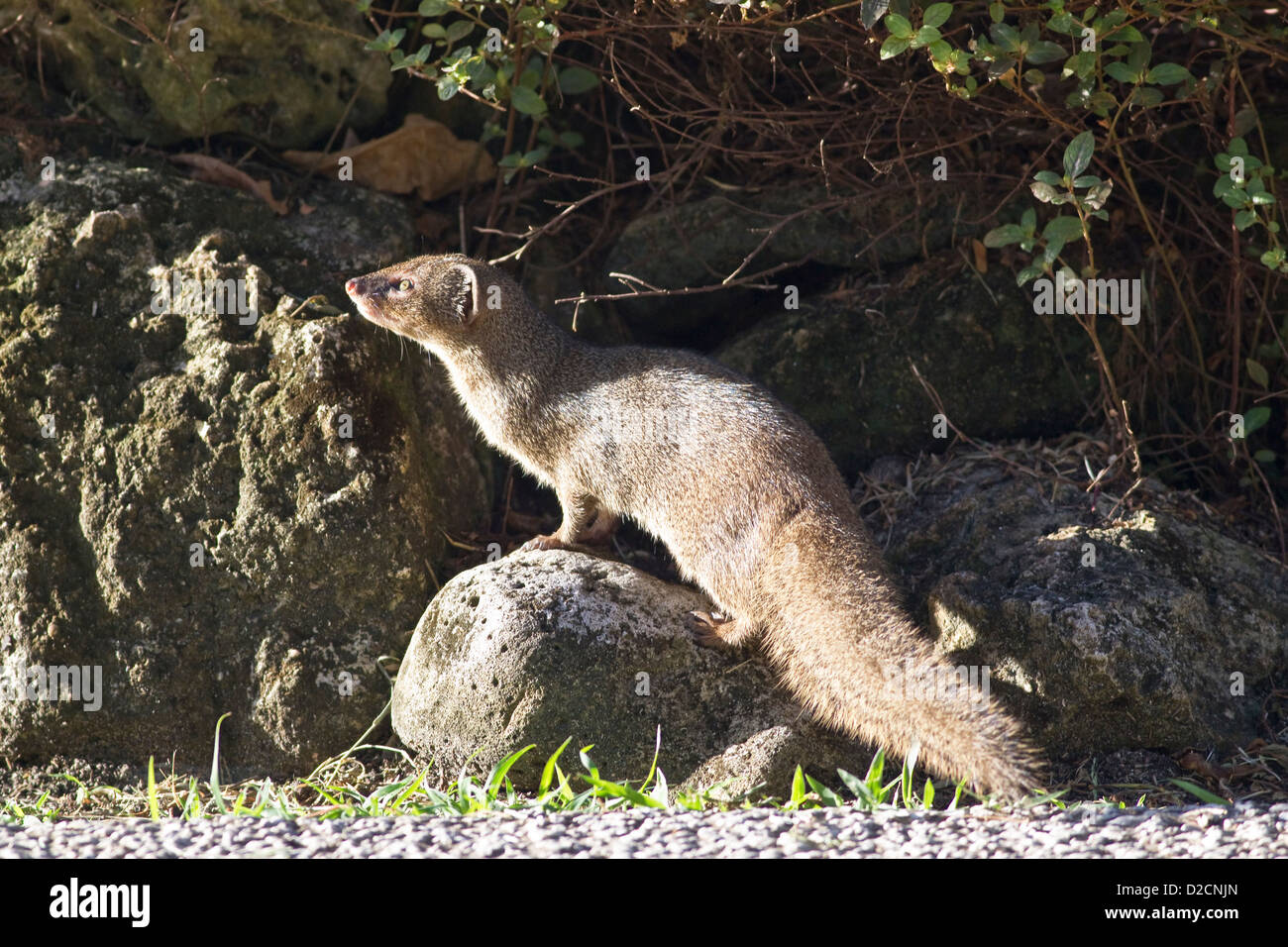 Mongoose (Herpestes javanicus) at Discovery Bay, West Coast Barbados ...