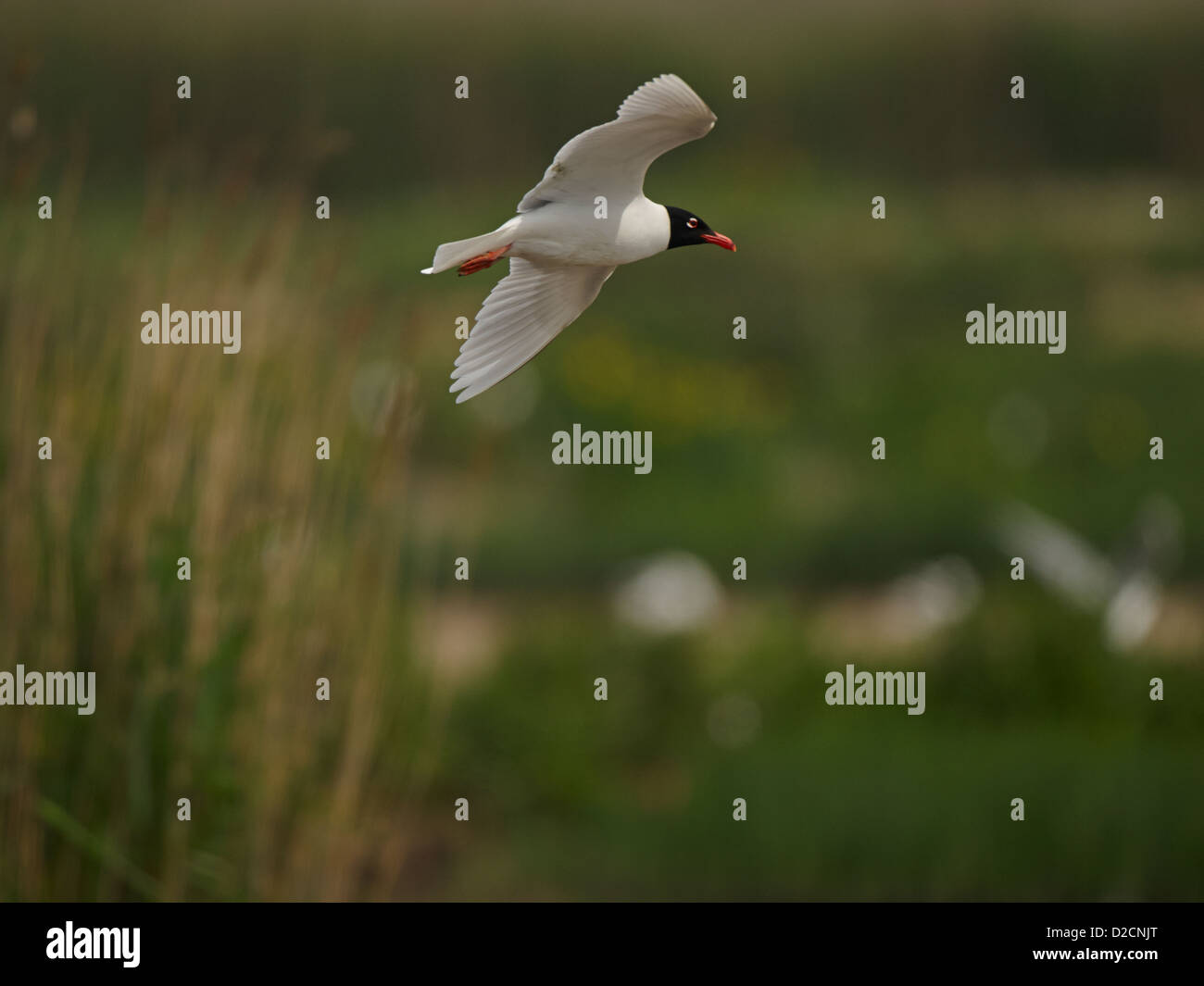 Mediterranean Gull in flight Stock Photo - Alamy
