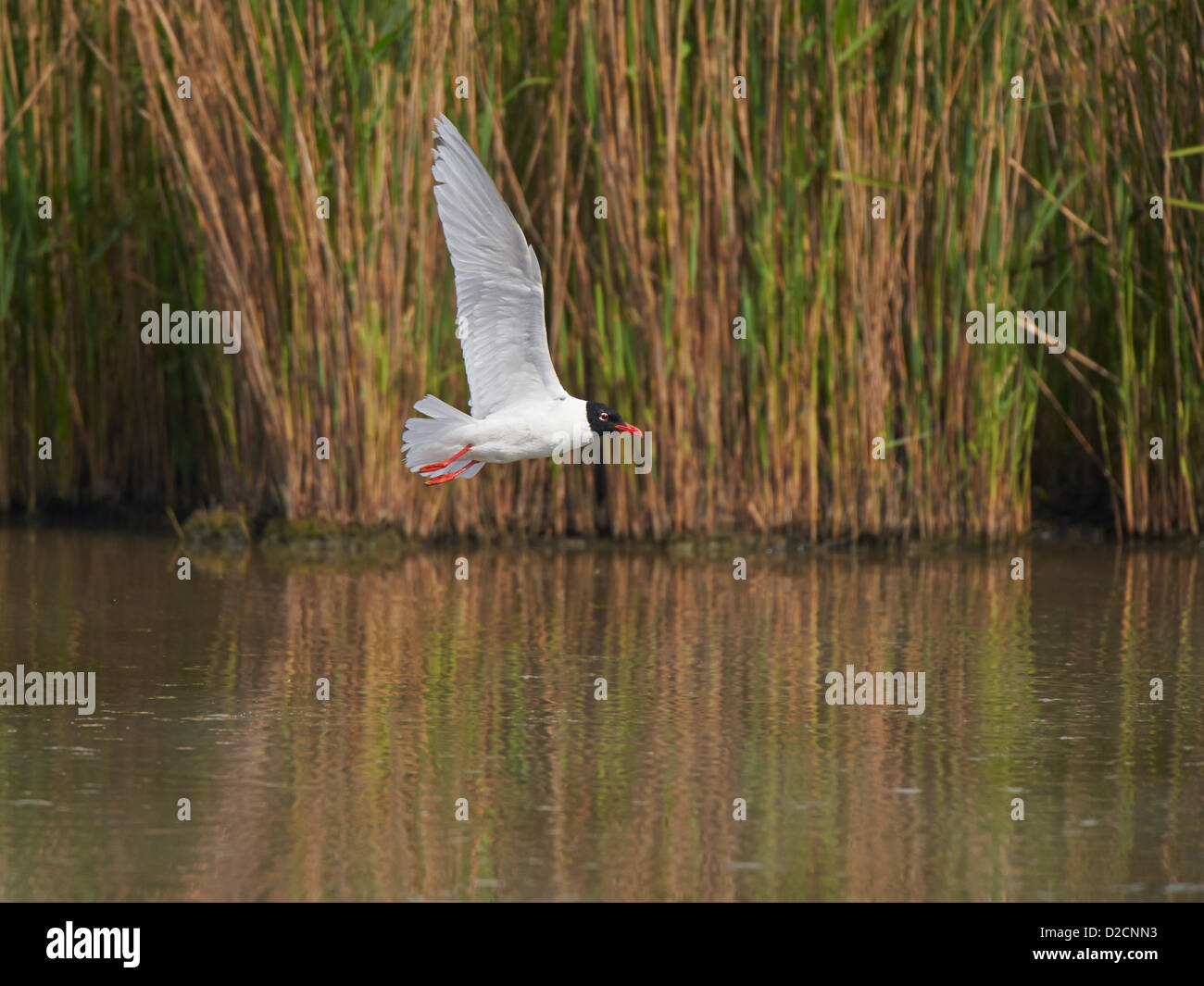Mediterranean Gull in flight Stock Photo - Alamy