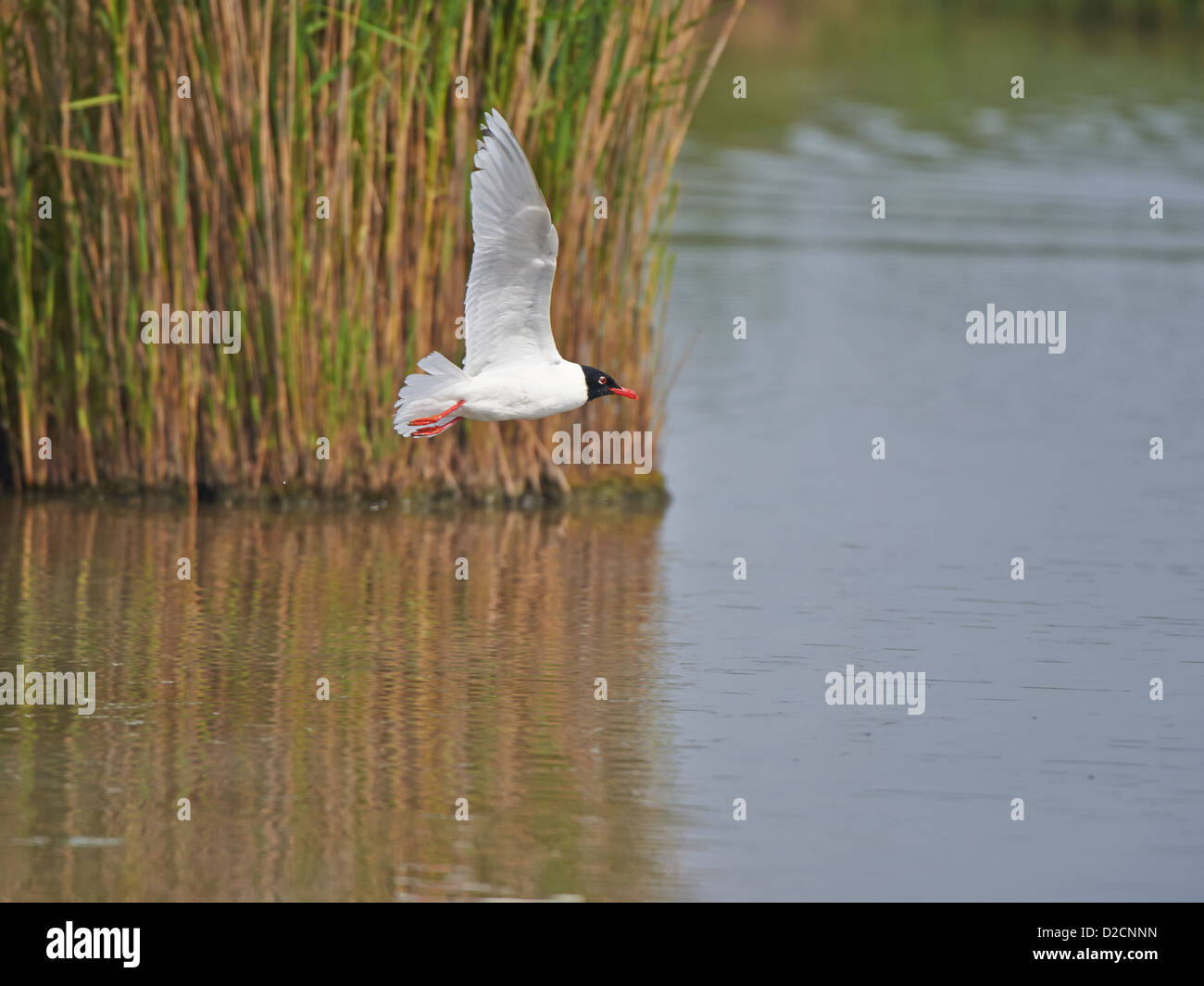 Mediterranean Gull in flight Stock Photo - Alamy