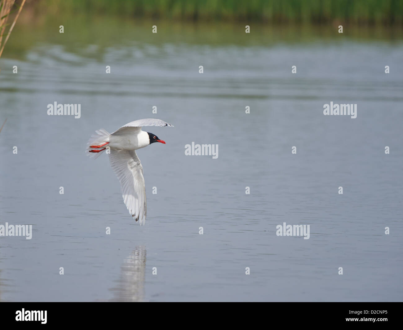 Mediterranean Gull in flight Stock Photo - Alamy