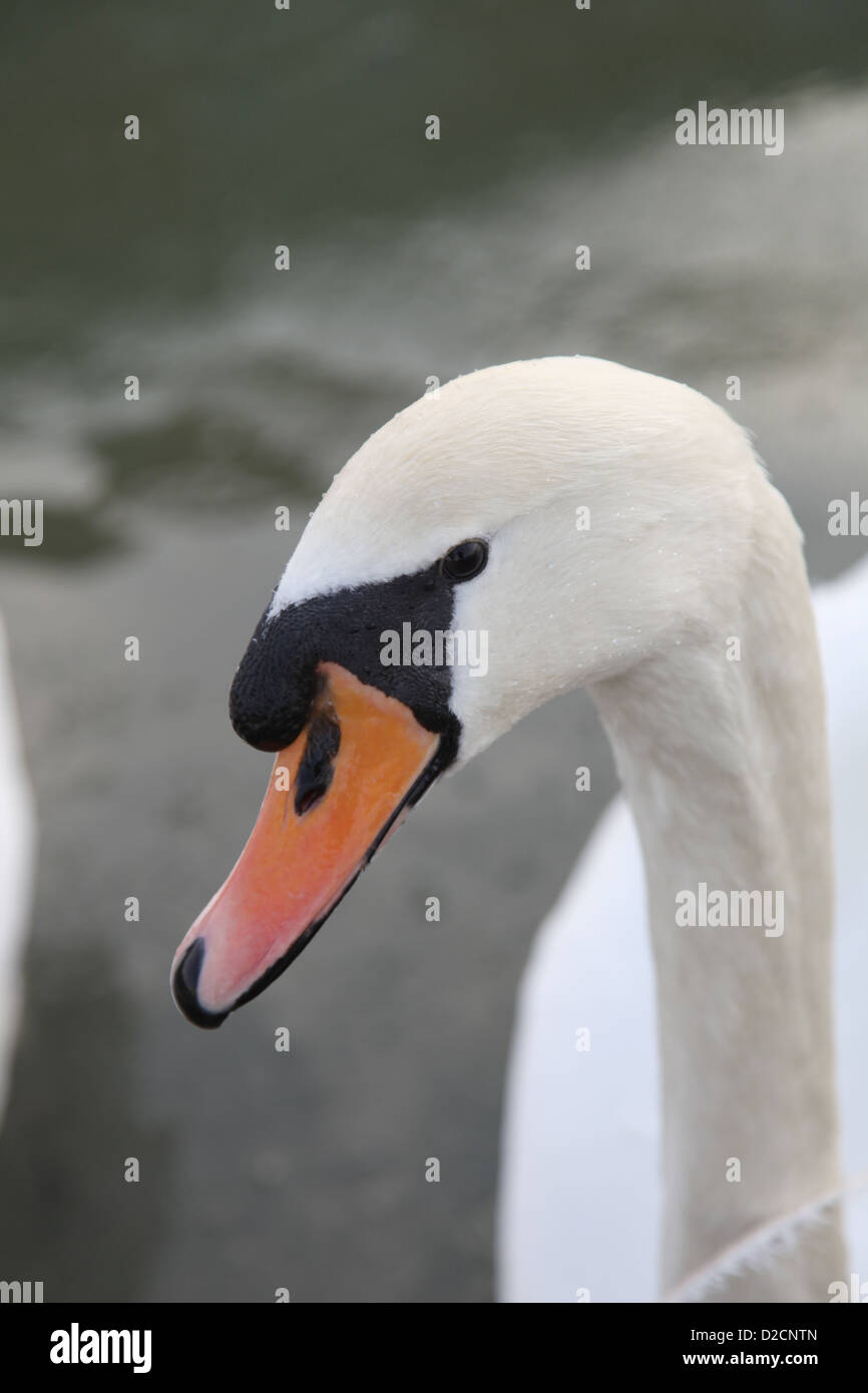Swanning hi-res stock photography and images - Alamy