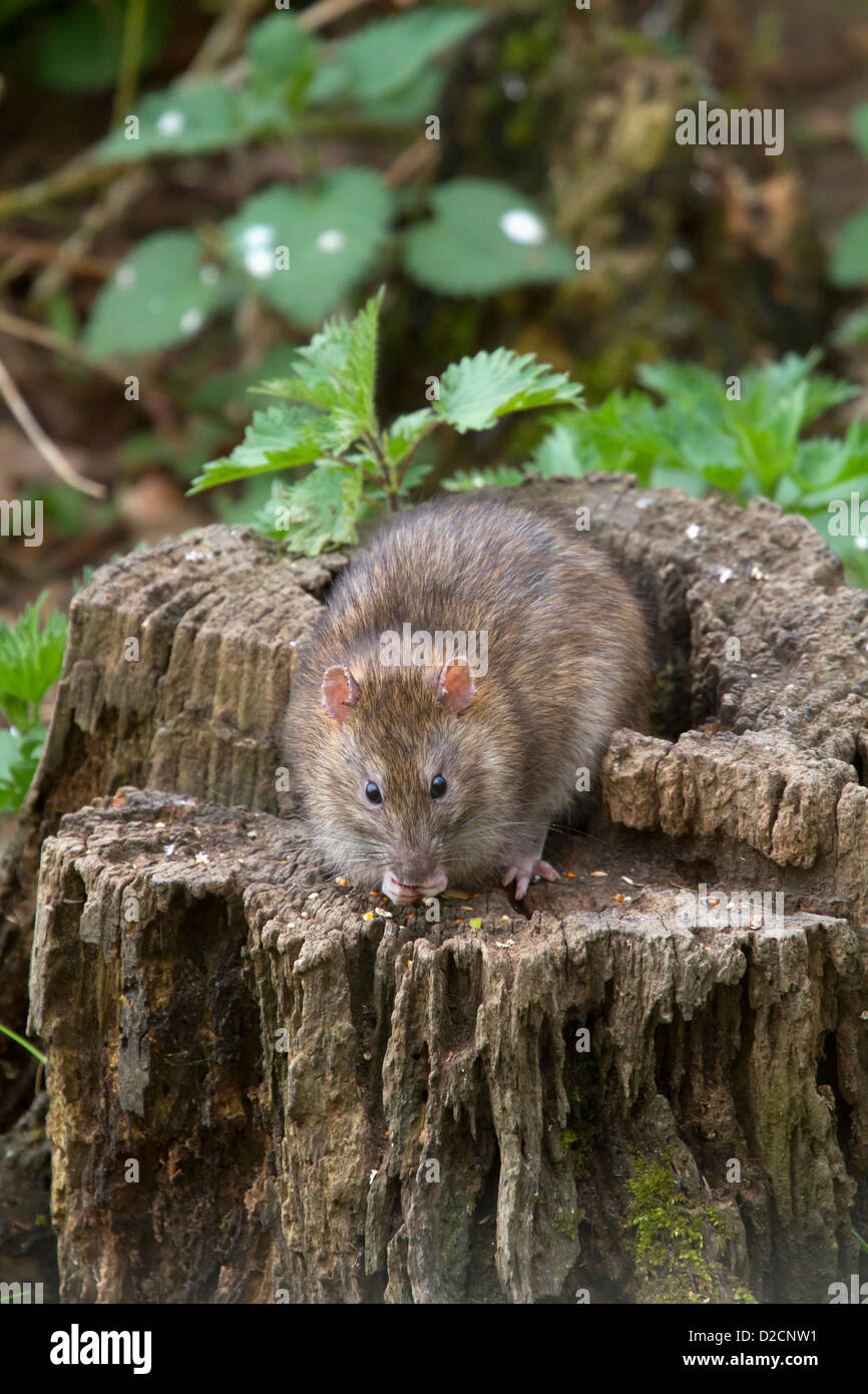 Brown Rat - rattus norvegicus - in Warwickshire, England, UK Stock ...