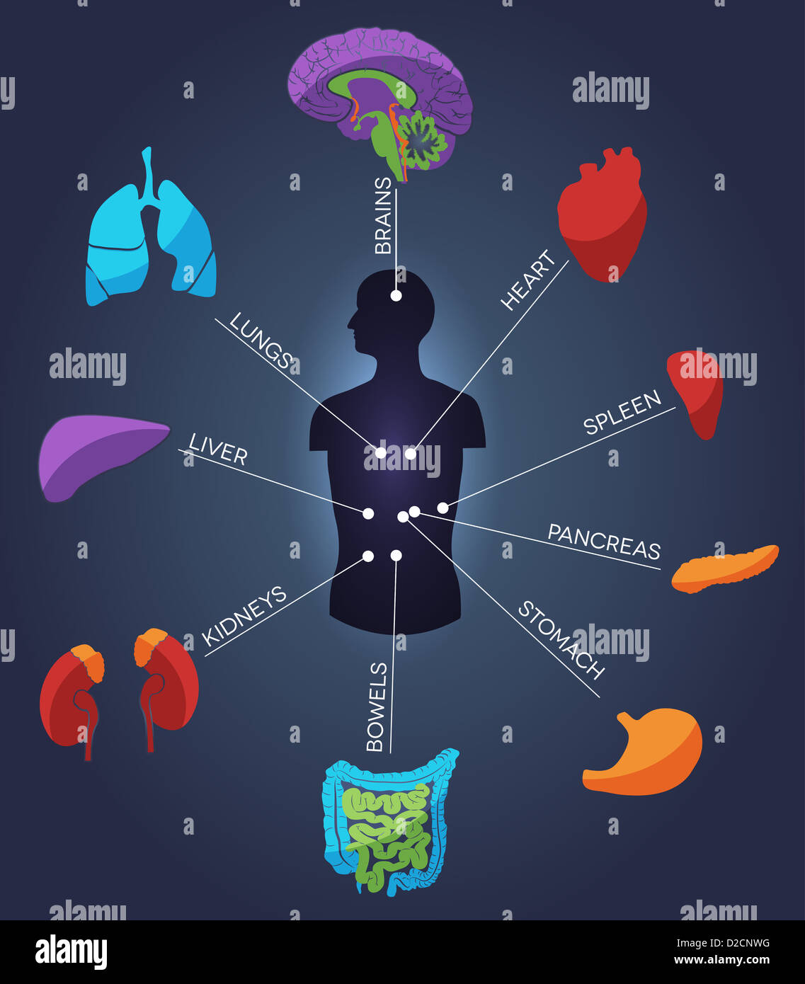 Human anatomy abstract colorful design Stock Photo - Alamy