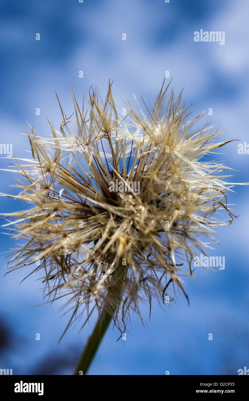 Dead dandelion head hi-res stock photography and images - Alamy