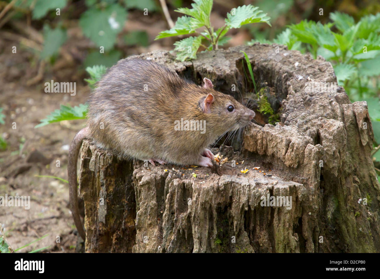 Brown Rat - rattus norvegicus - in Warwickshire, England, UK Stock ...