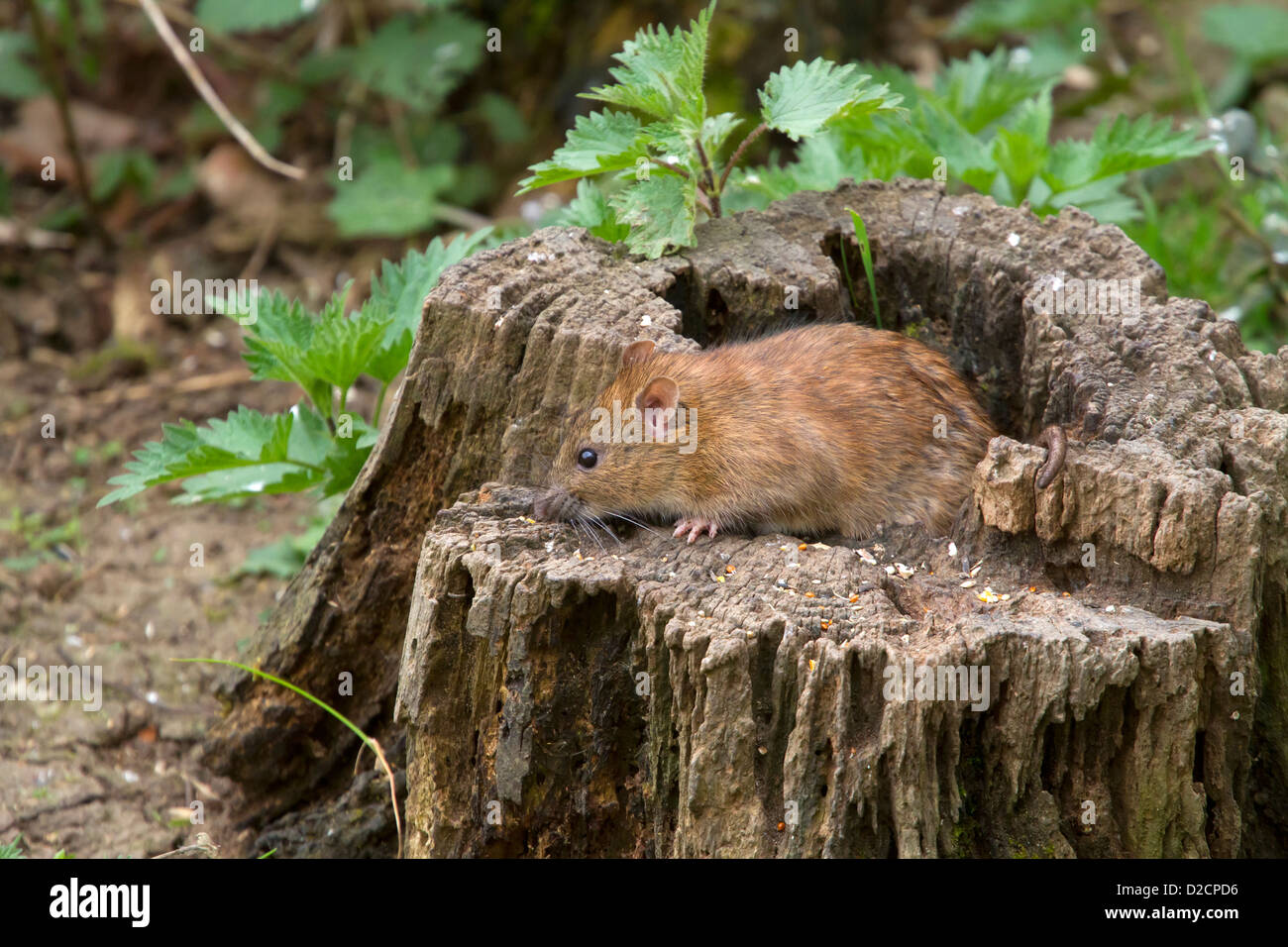 Brown Rat - rattus norvegicus - in Warwickshire, England, UK Stock ...