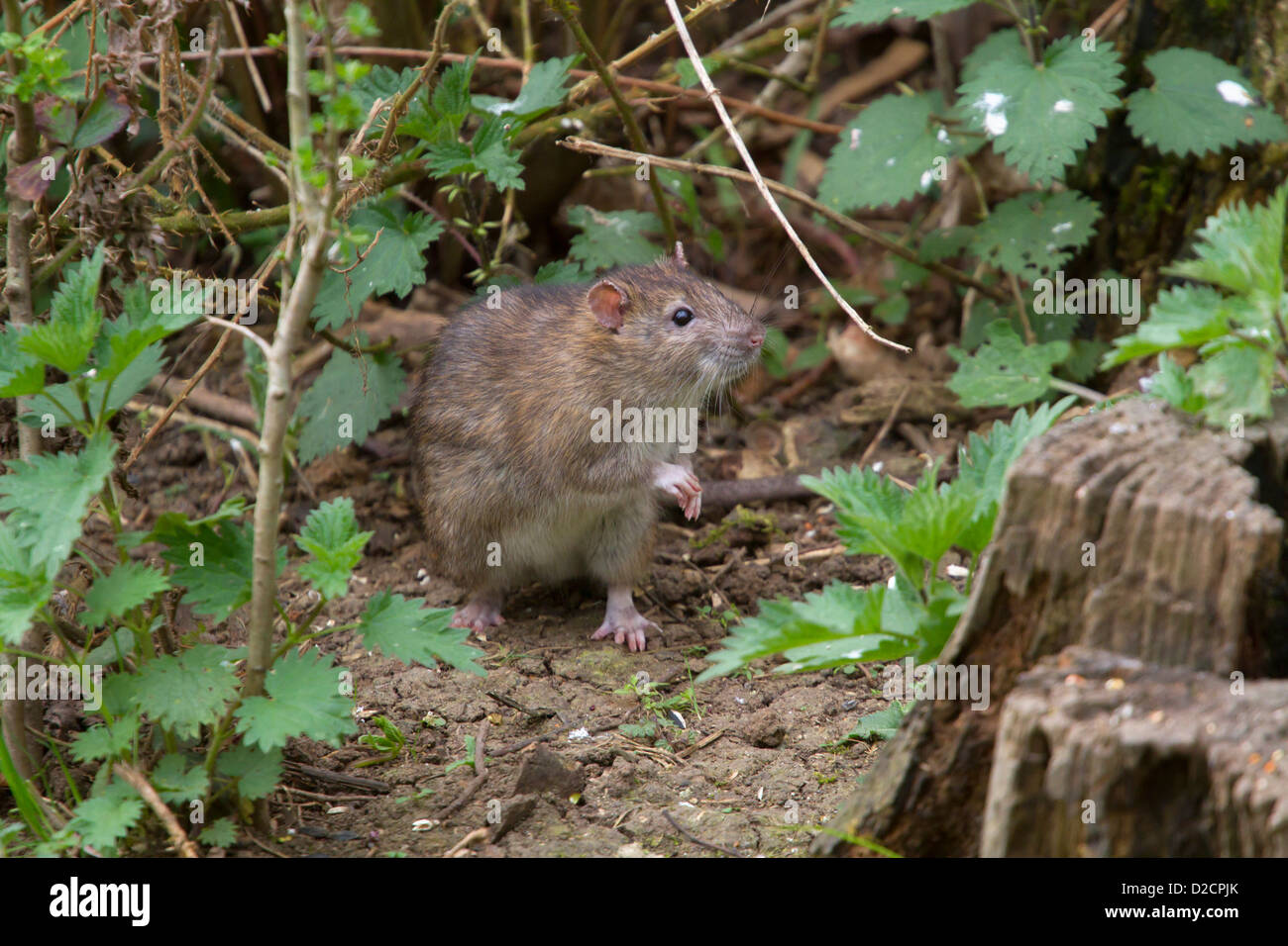 Brown Rat - rattus norvegicus - in Warwickshire, England, UK Stock ...