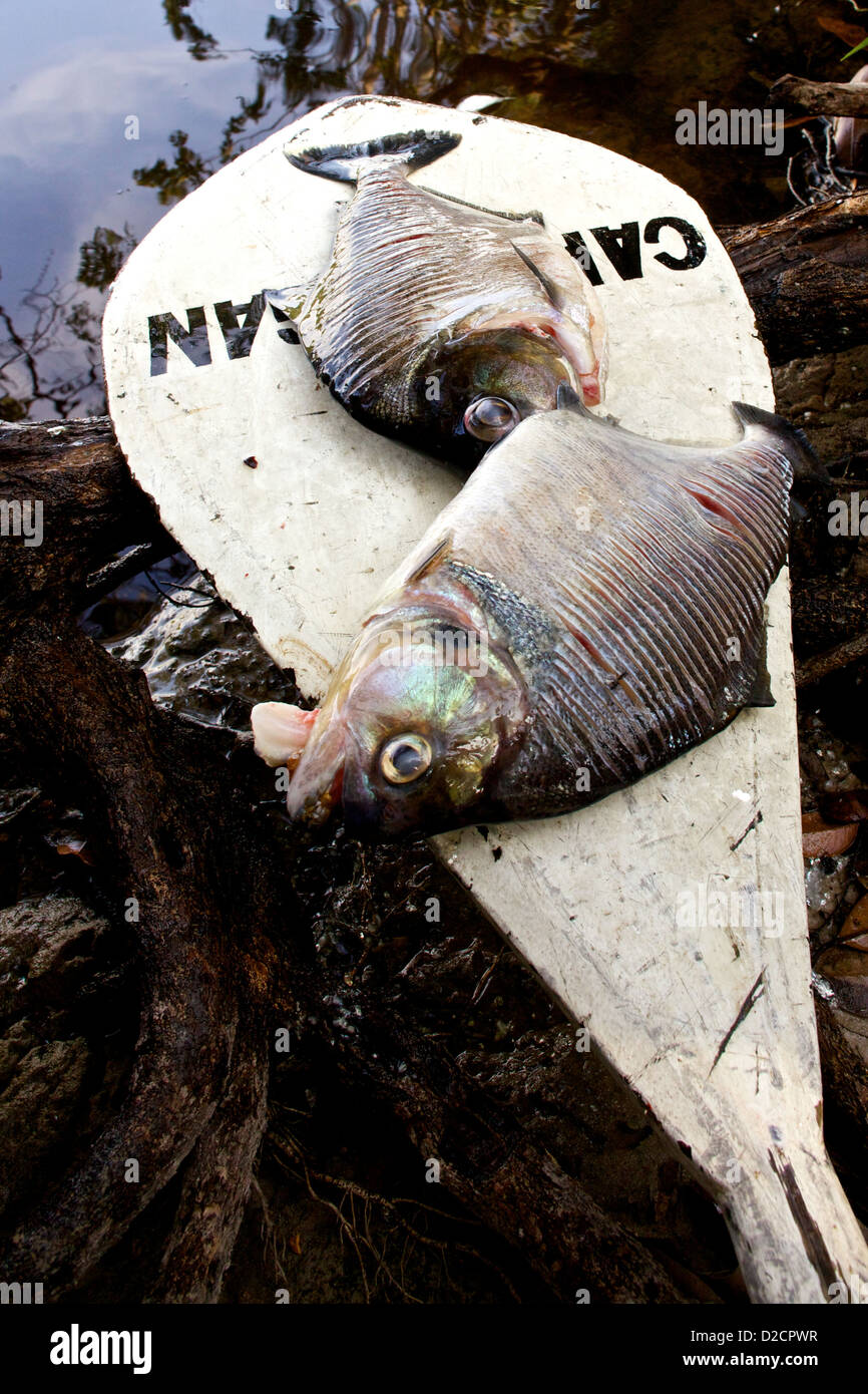 Piranha brazil hi-res stock photography and images - Alamy