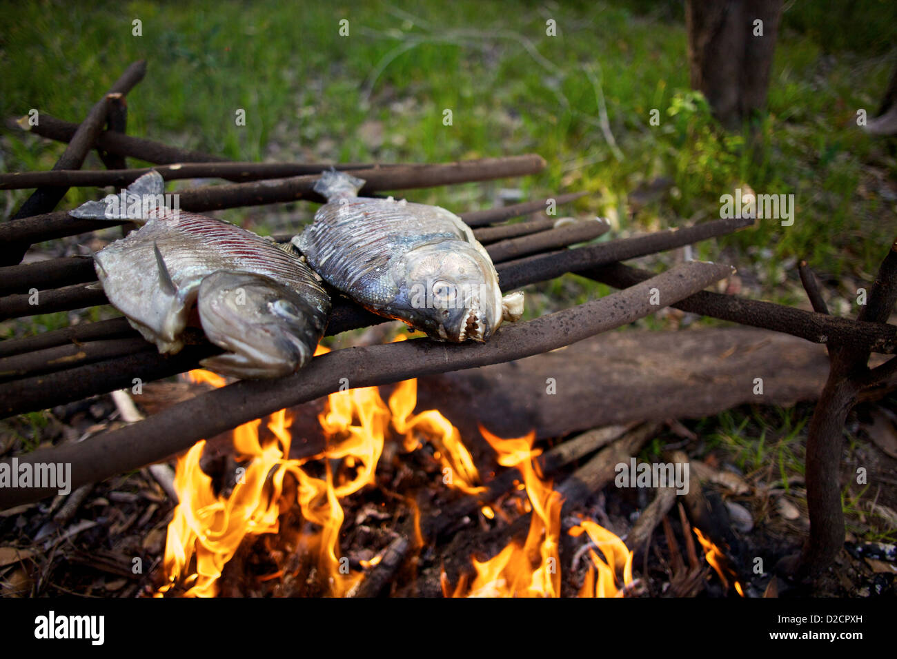 Grilled Amazonian piranhas (Pygocentrus nattereri) cooked over an open ...