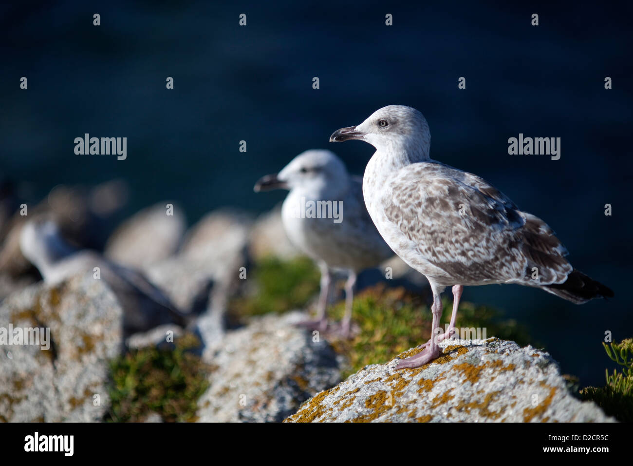Quiberon, France, gulls Stock Photo - Alamy