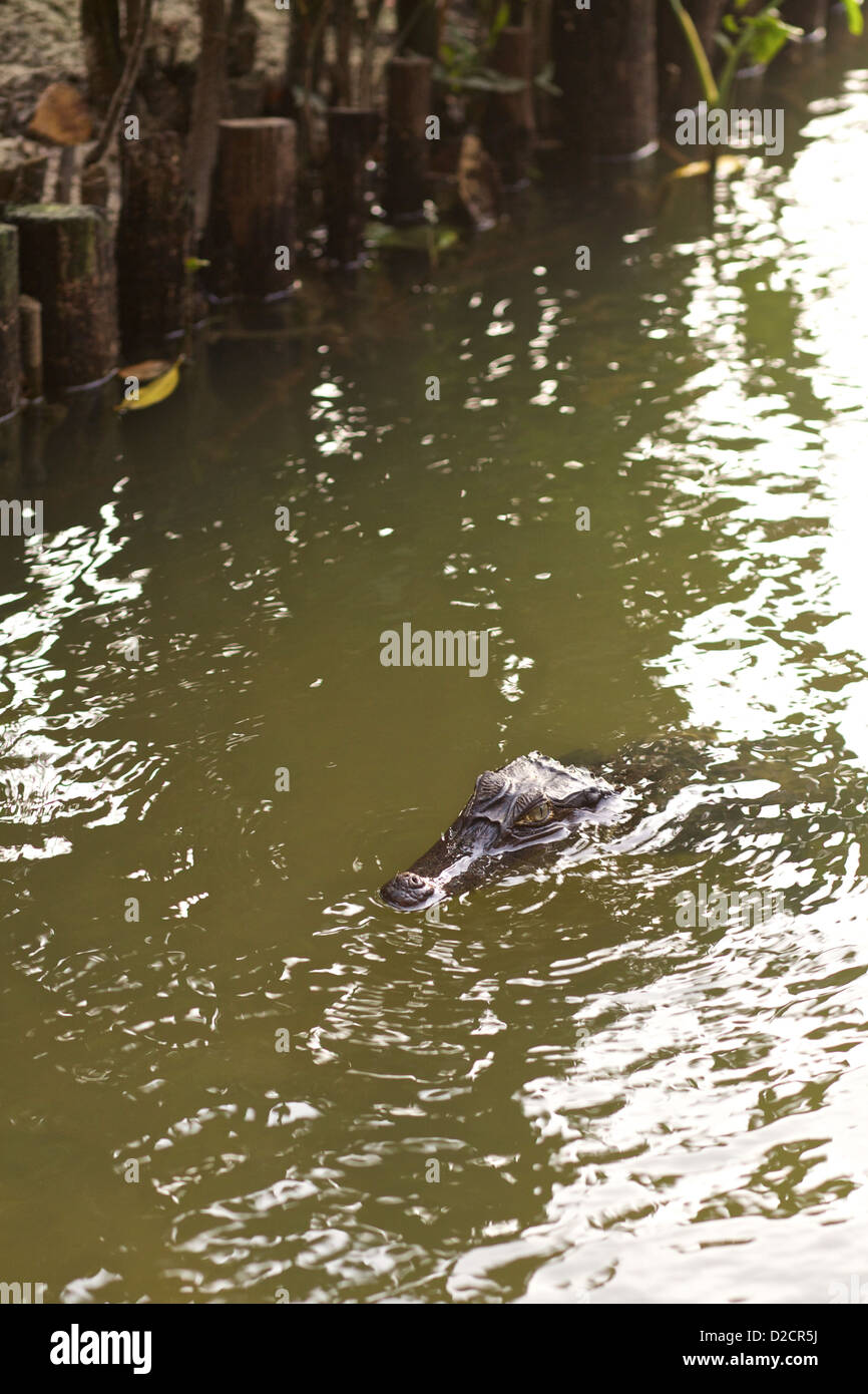 A caiman lounges in the waters of the Amazon River Stock Photo - Alamy