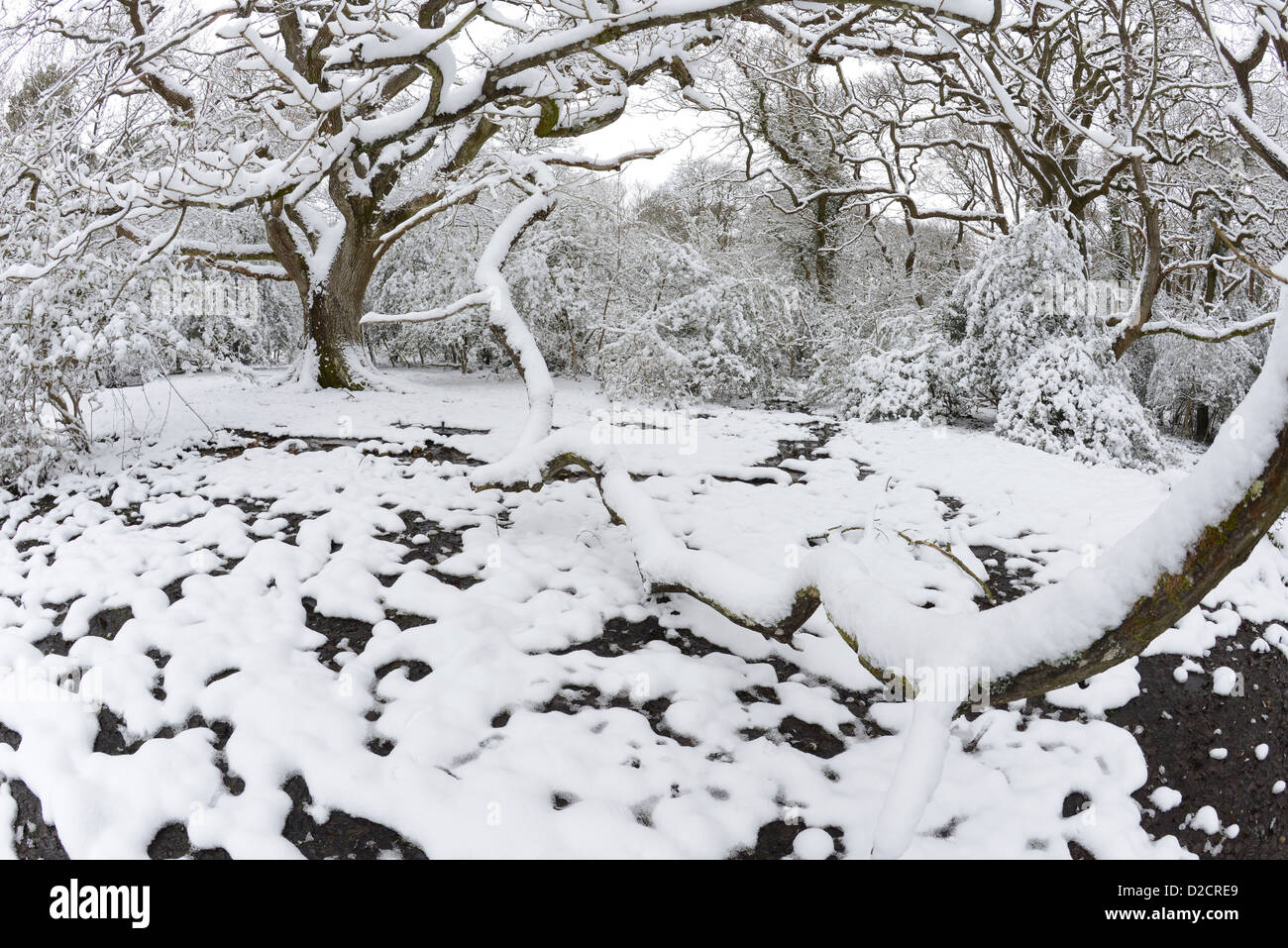 Snow in the New Forest National Park in Hampshire United Kingdom Stock ...