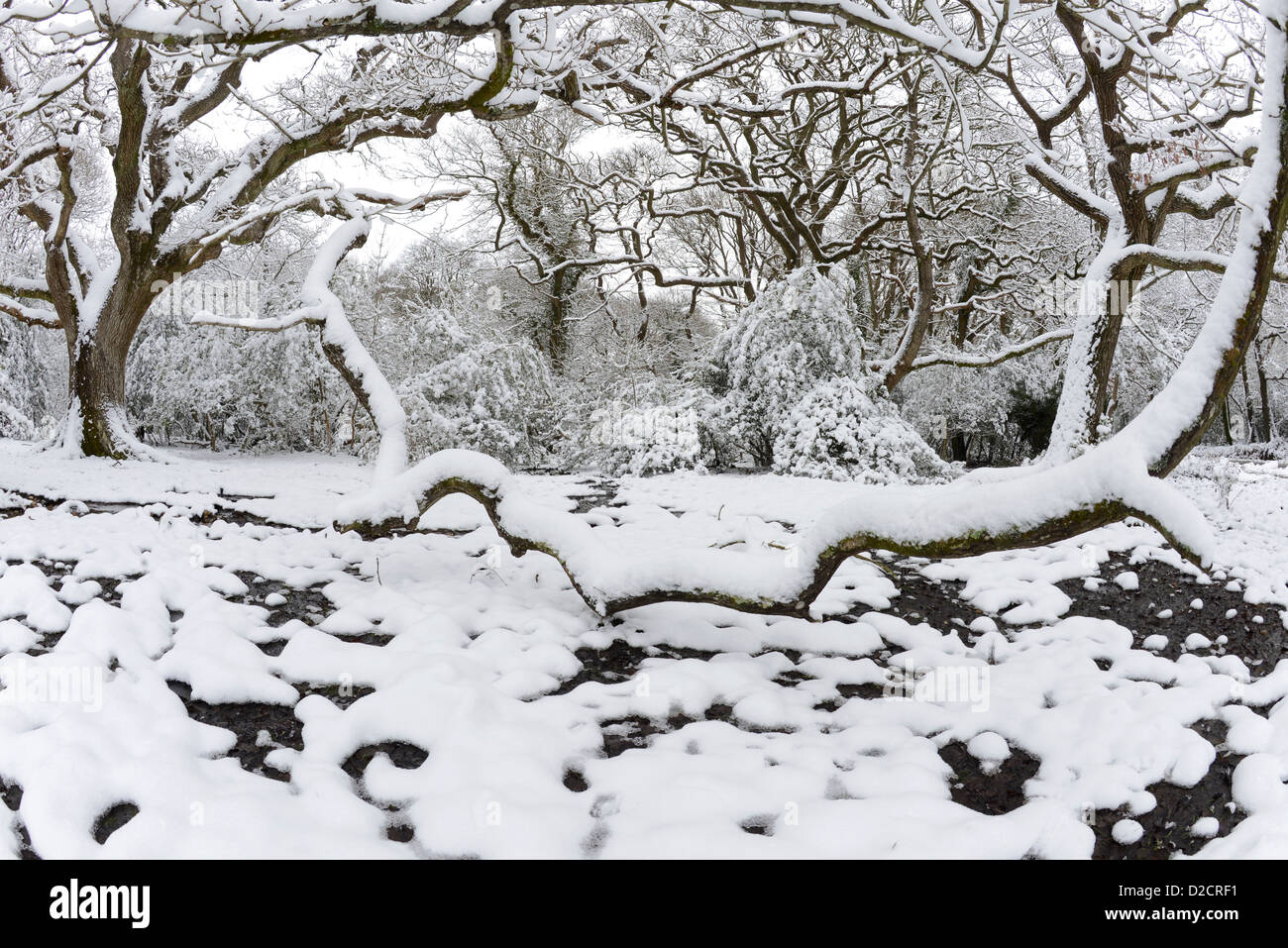 Snow in the New Forest National Park in Hampshire United Kingdom Stock ...