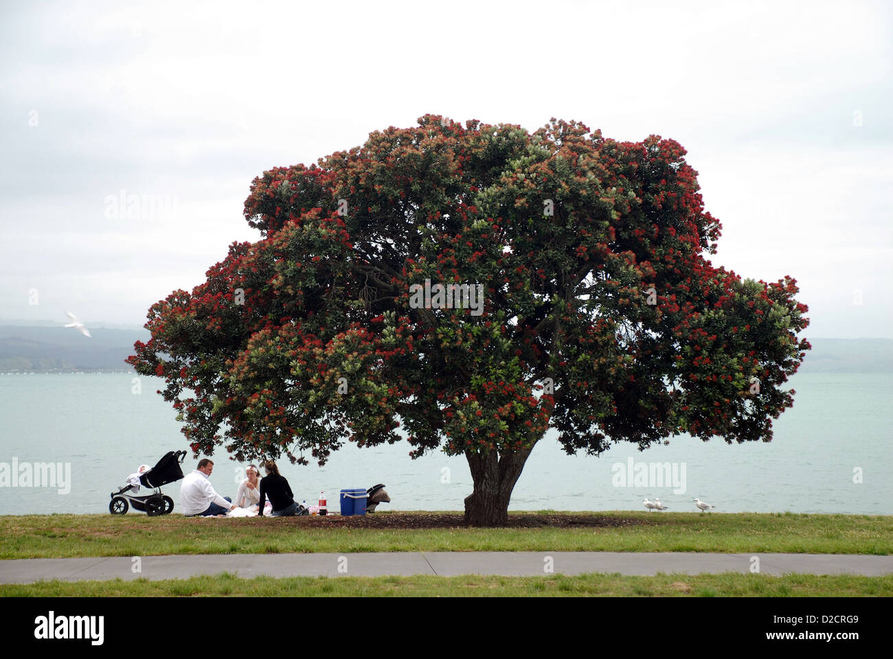 Picnic under tree hi-res stock photography and images - Alamy