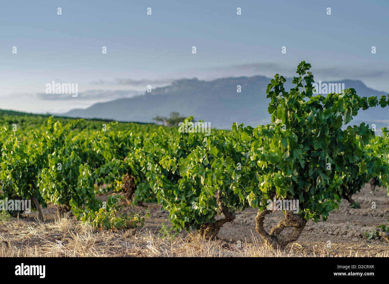 Vineyards of La Rioja, Spain Stock Photo - Alamy