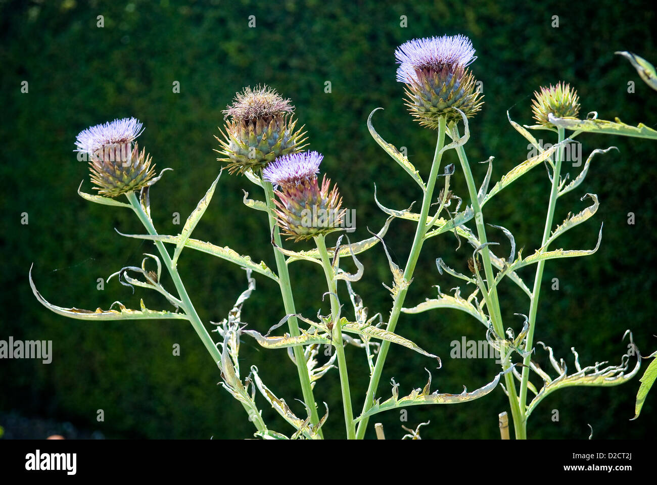 Thistles growing at West Dean Gardens, Chichester, West Sussex, UK ...
