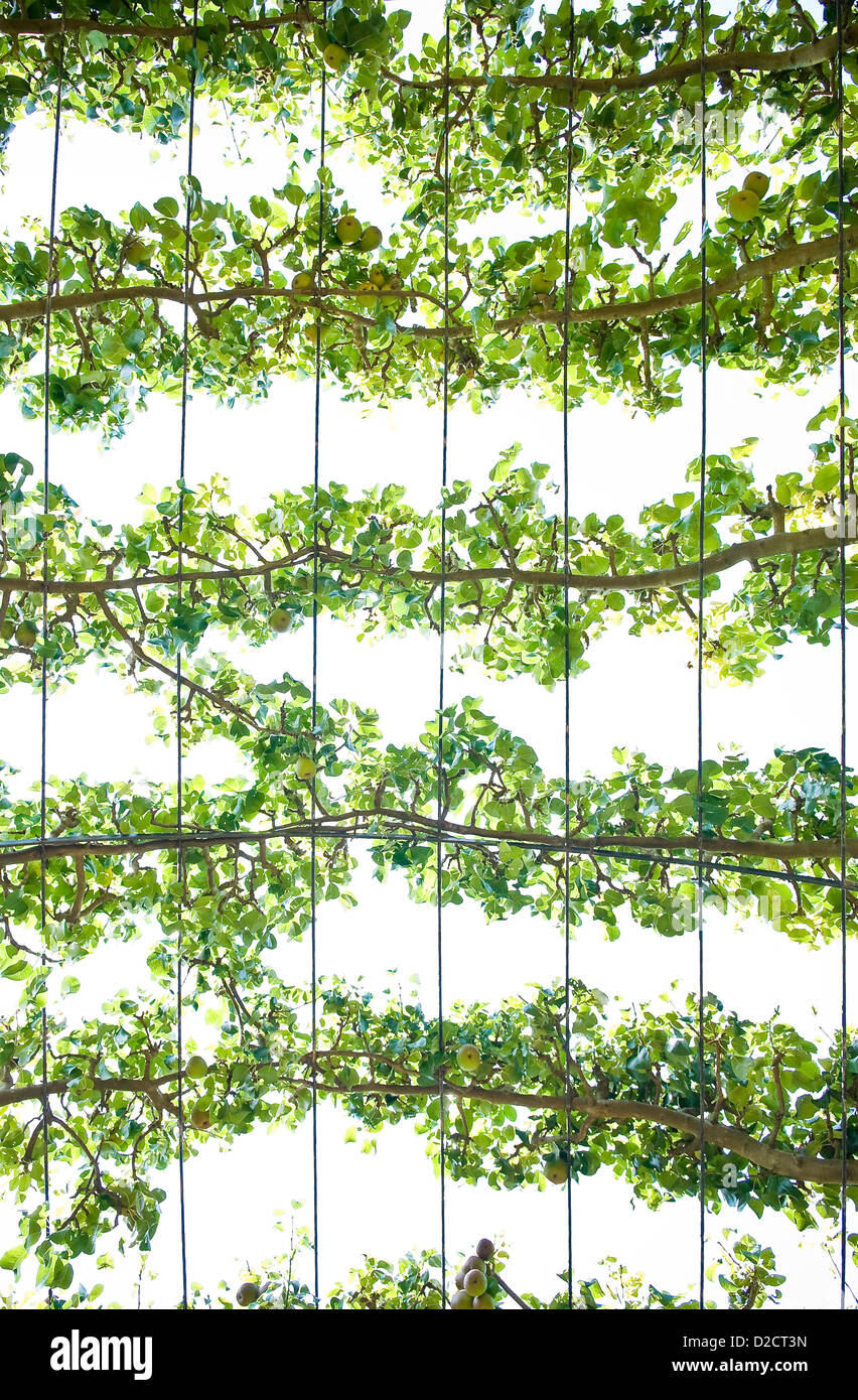 Trained fruit trees hi-res stock photography and images - Alamy