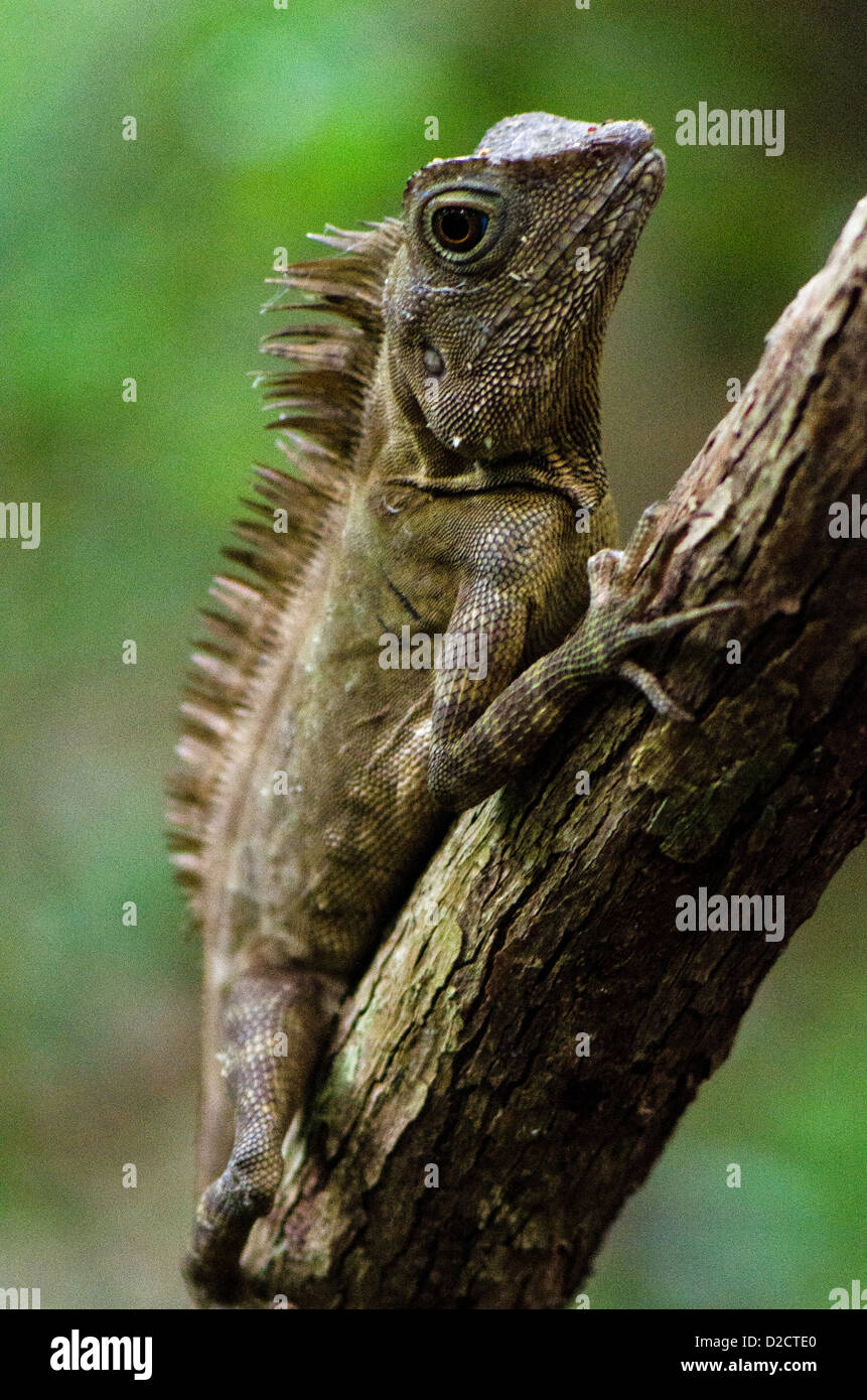 Angle headed Lizard on Gaya island Kota Kinabalu Sabah Borneo Malaysia ...