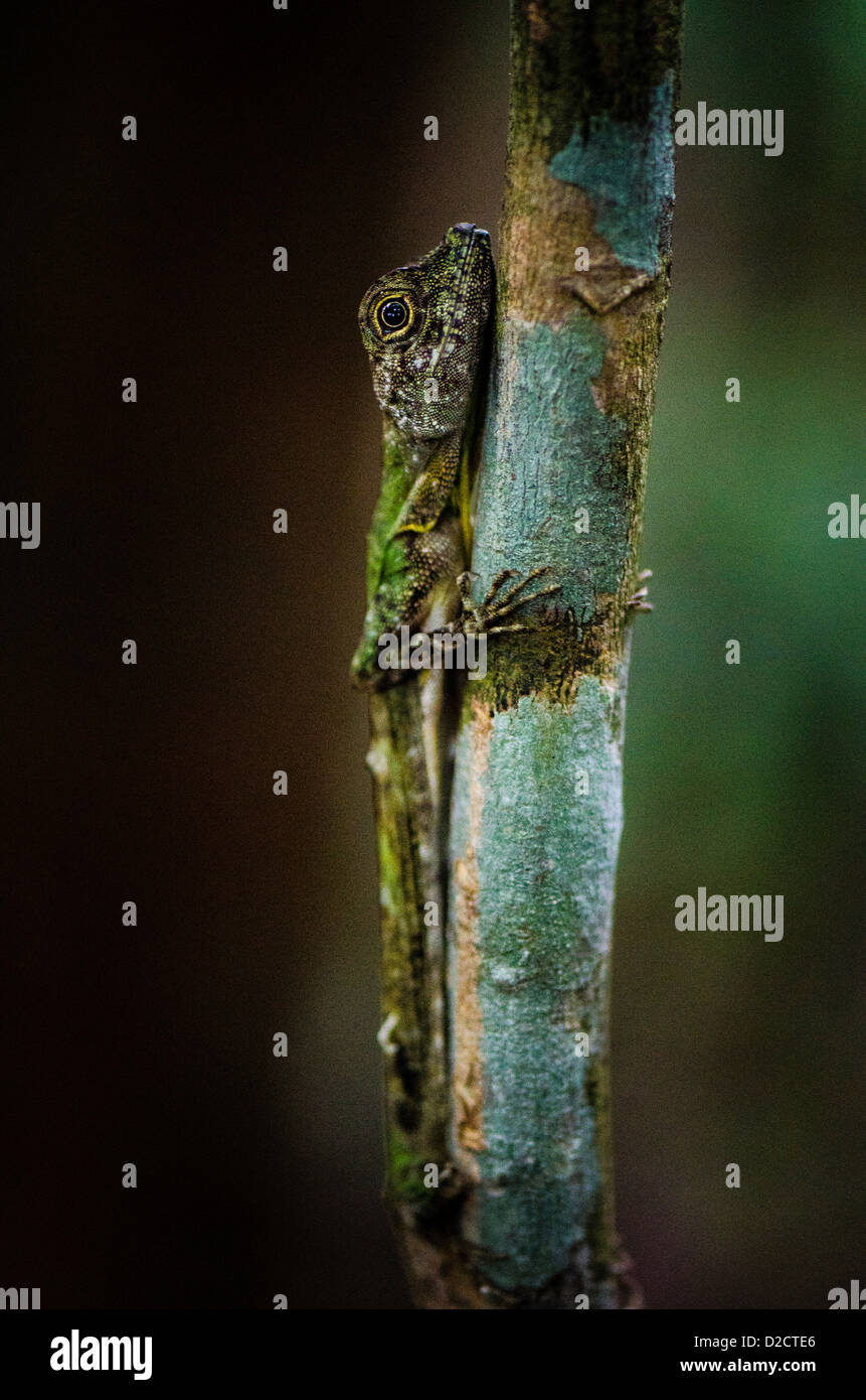 Angle headed Lizard on Gaya island Kota Kinabalu Sabah Borneo Malaysia ...