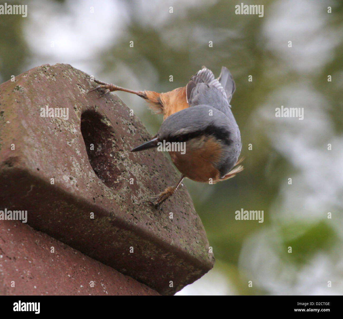 Nuthatch box hi-res stock photography and images - Alamy