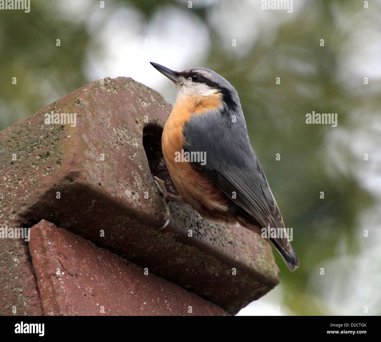 European nuthatch ( Sitta europaea) posing on a nest box in a forest ...